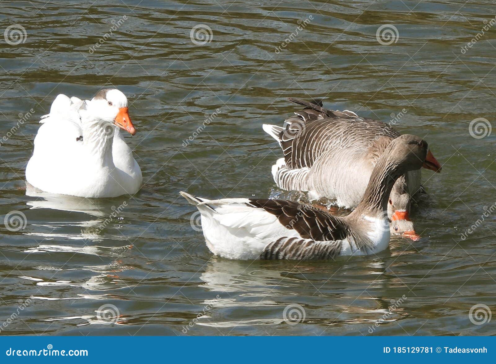 Greylag Geese Mating on a River Stock Image - Image of focus, garden ...