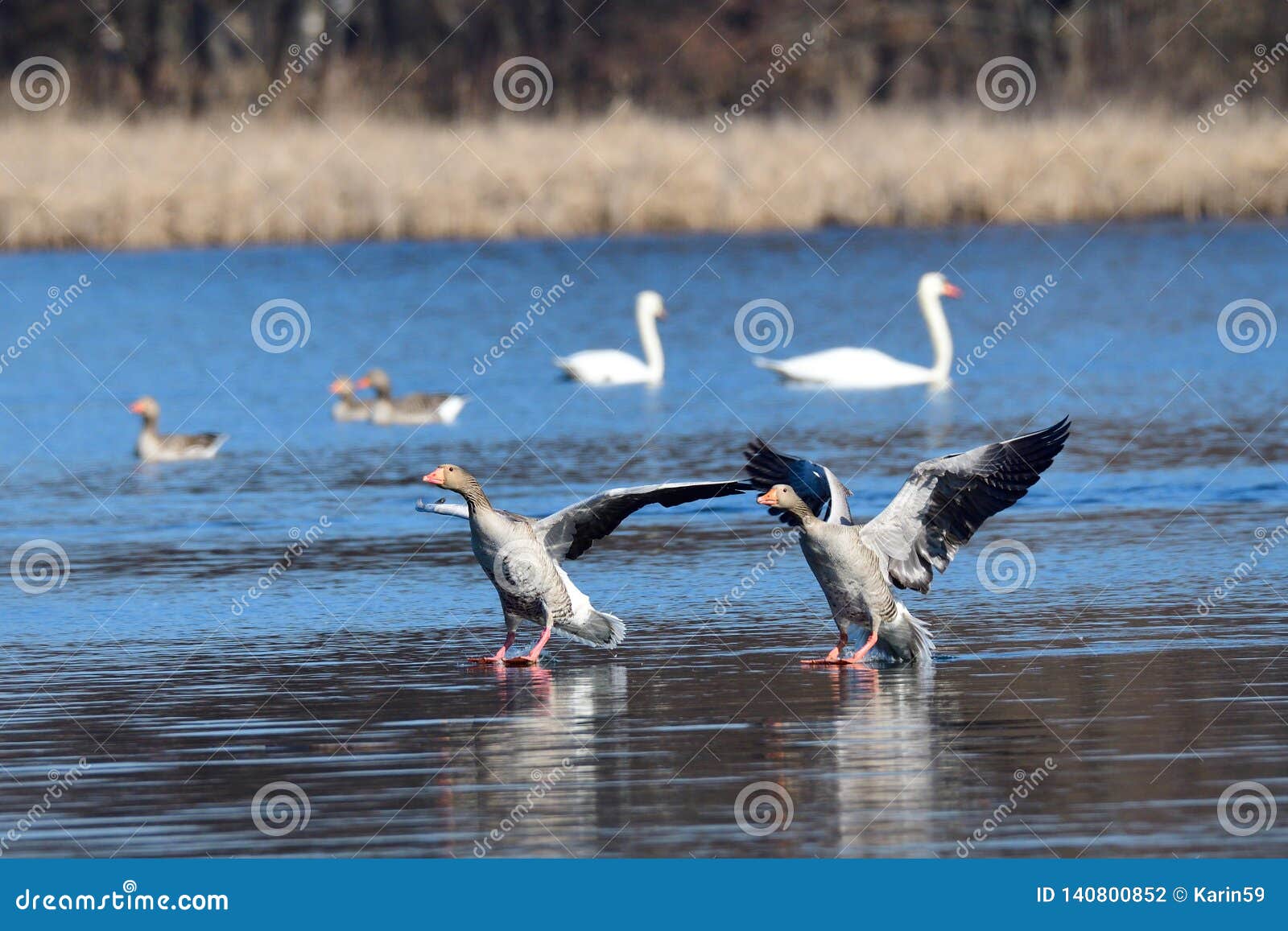 Greylag geese in spring stock photo. Image of anser - 140800852