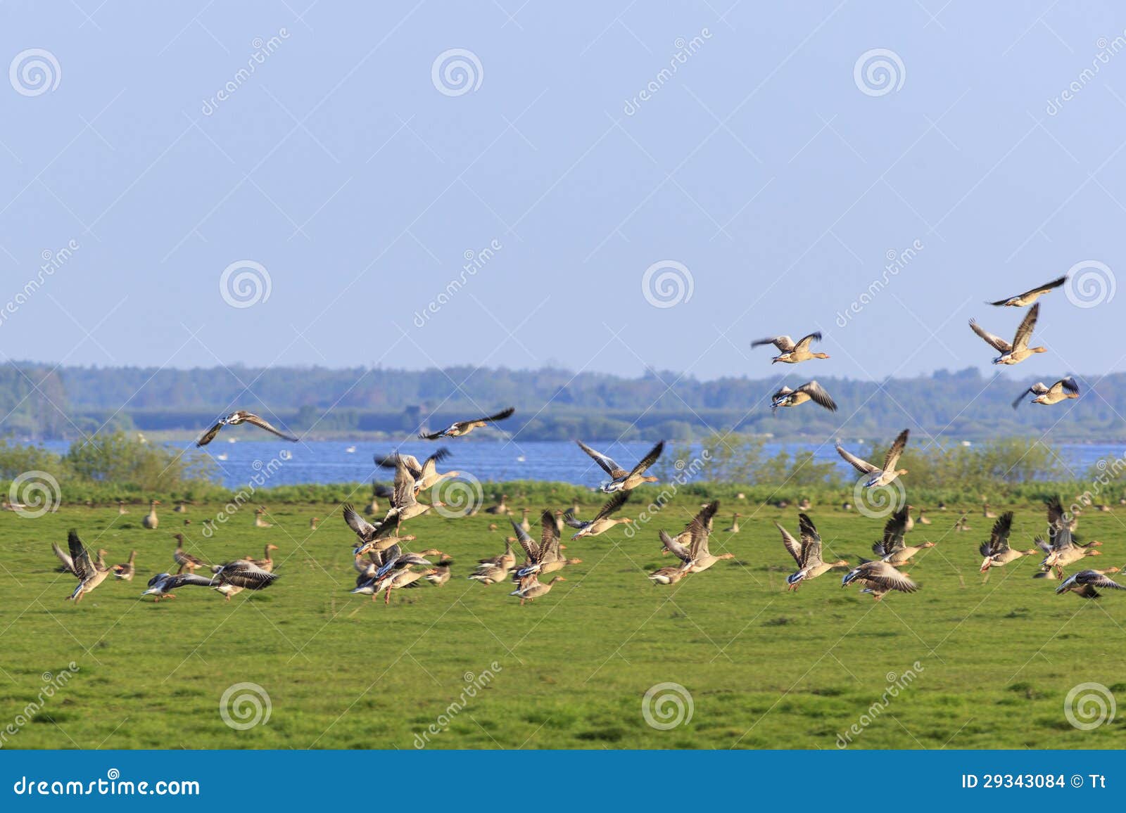 Greylag geese taking off stock photo. Image of edge, birds - 29343084