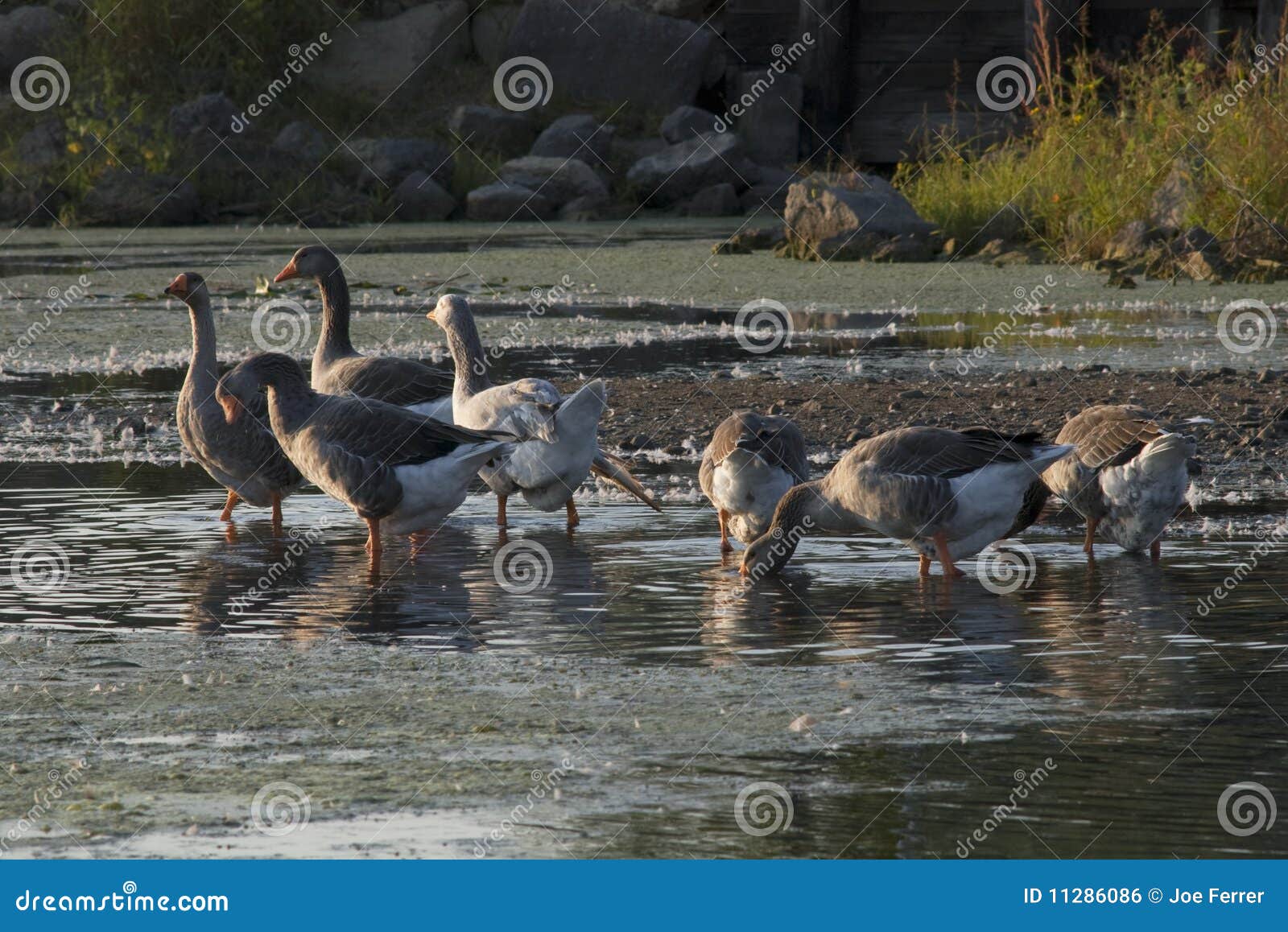 Greylag Geese Waders stock photo. Image of wings, feathers - 11286086