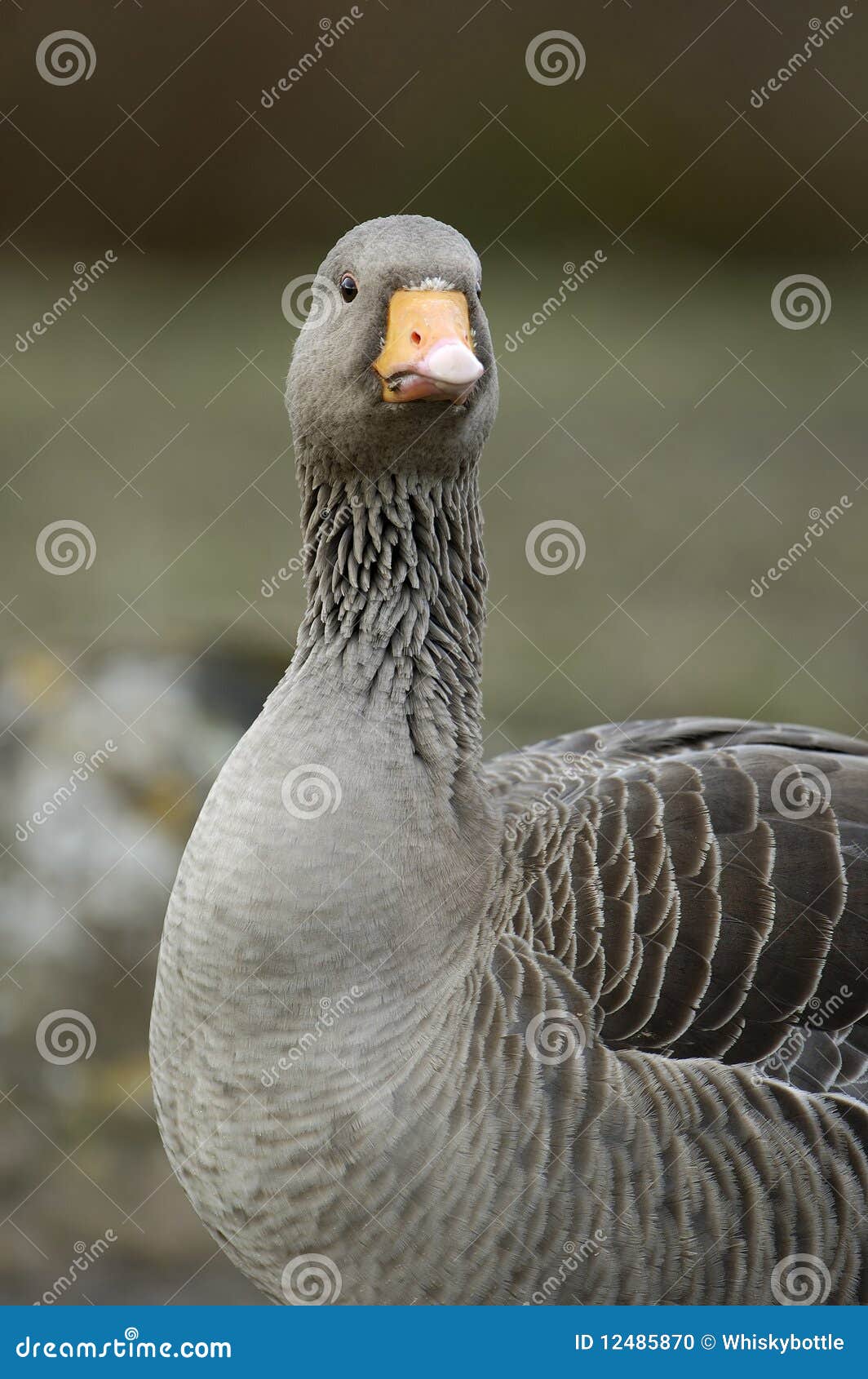 Greylag Goose stock photo. Image of trust, wildfowl, vertical - 12485870