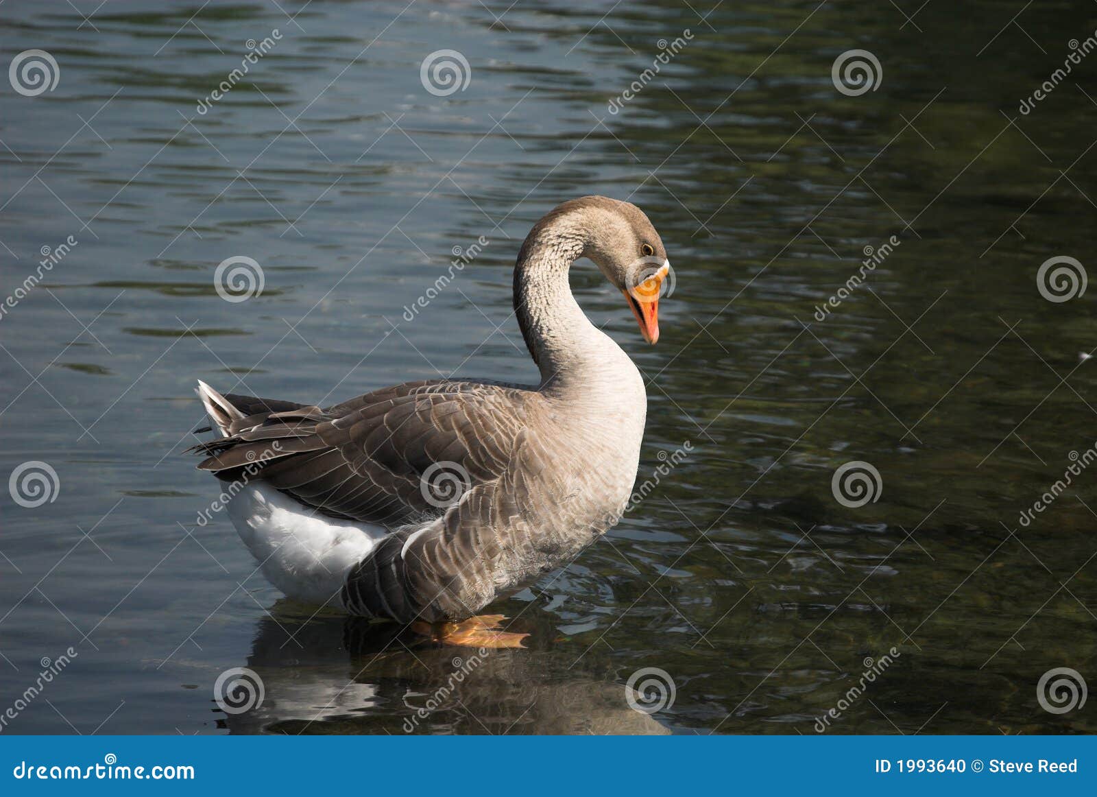 Greylag goose stock photo. Image of feathers, geese, coat - 1993640
