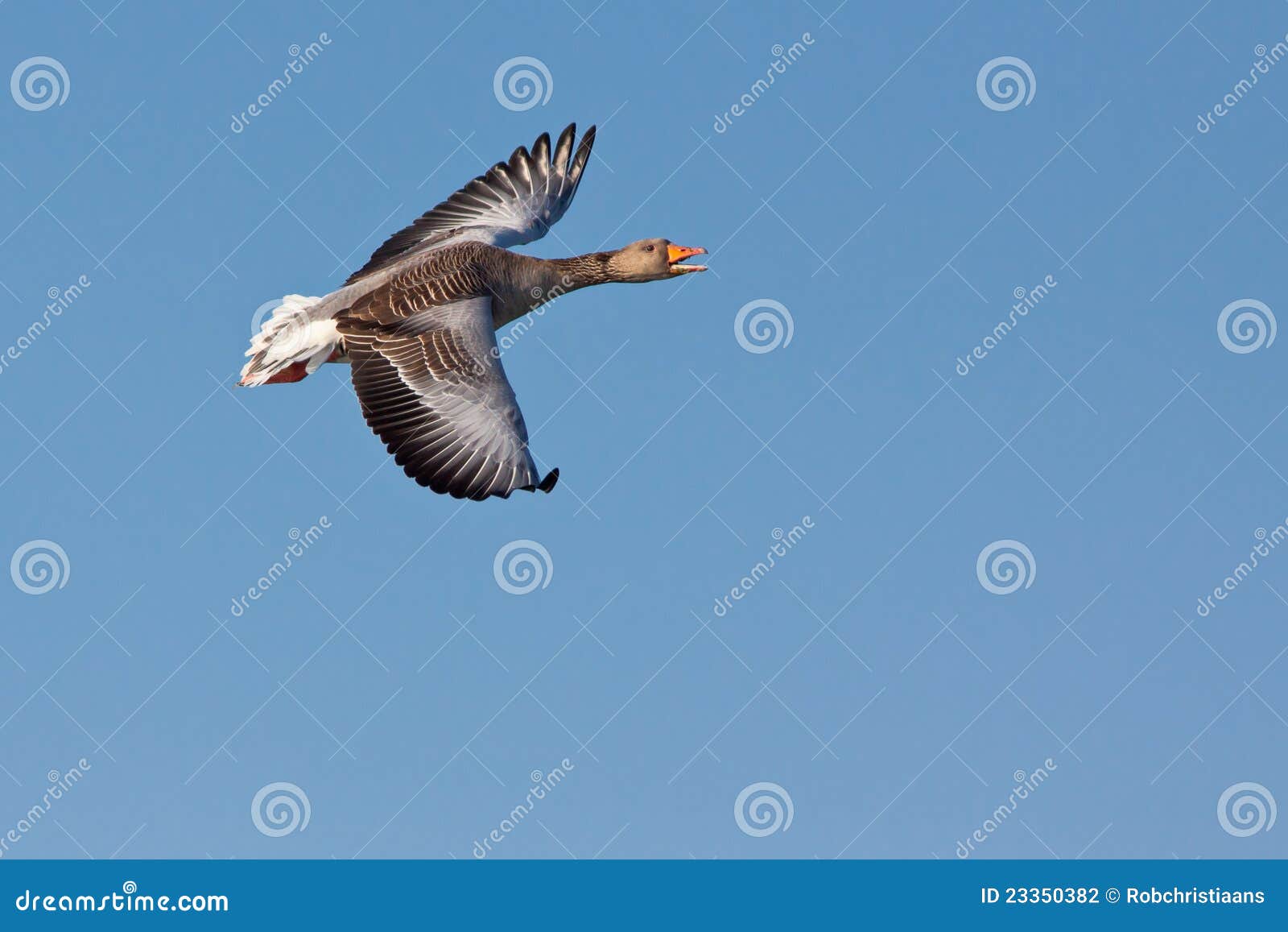 Greylag Goose stock photo. Image of wild, animal, feather - 23350382