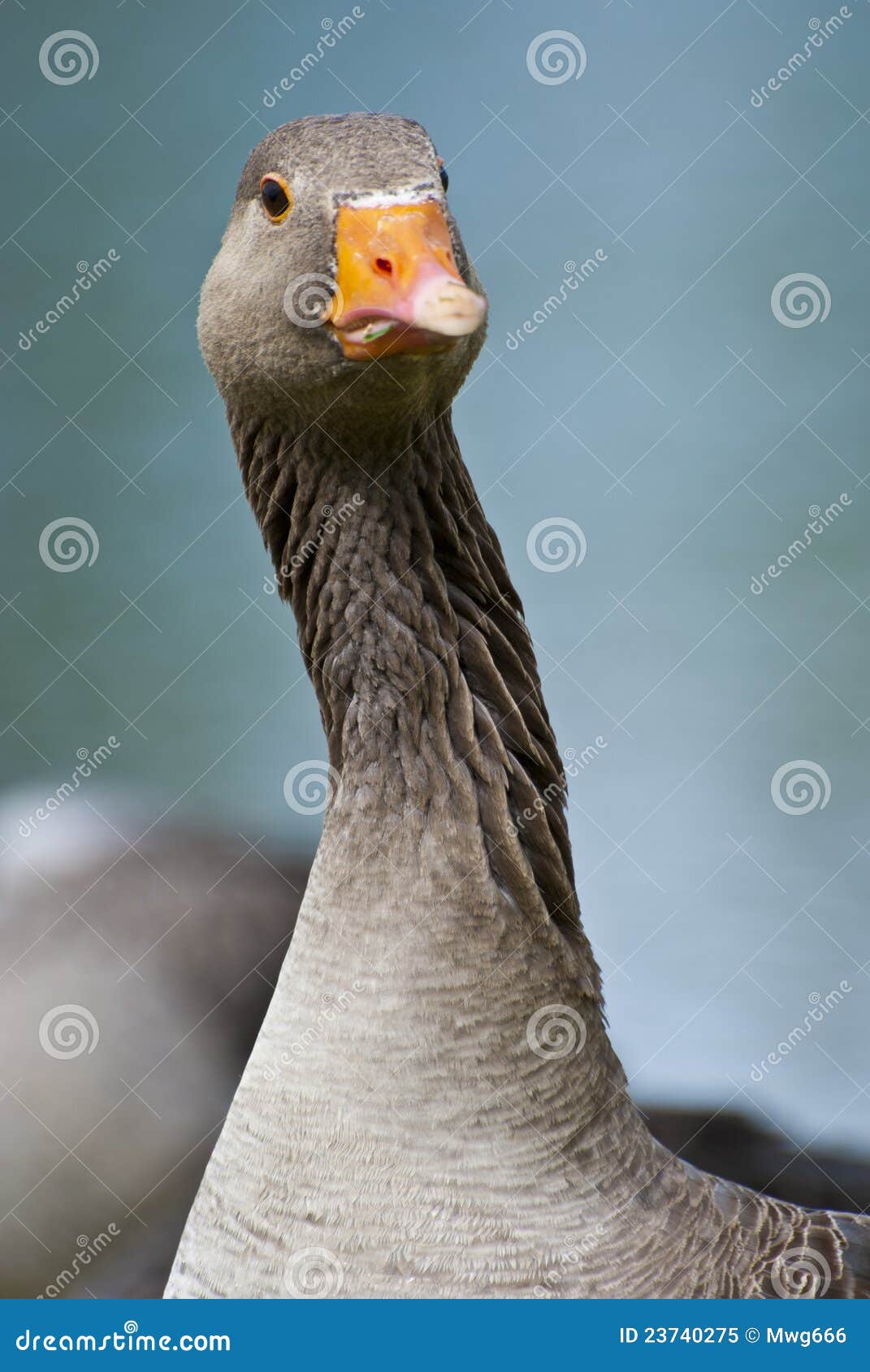 Greylag Goose stock image. Image of beak, wildlife, feathers - 23740275