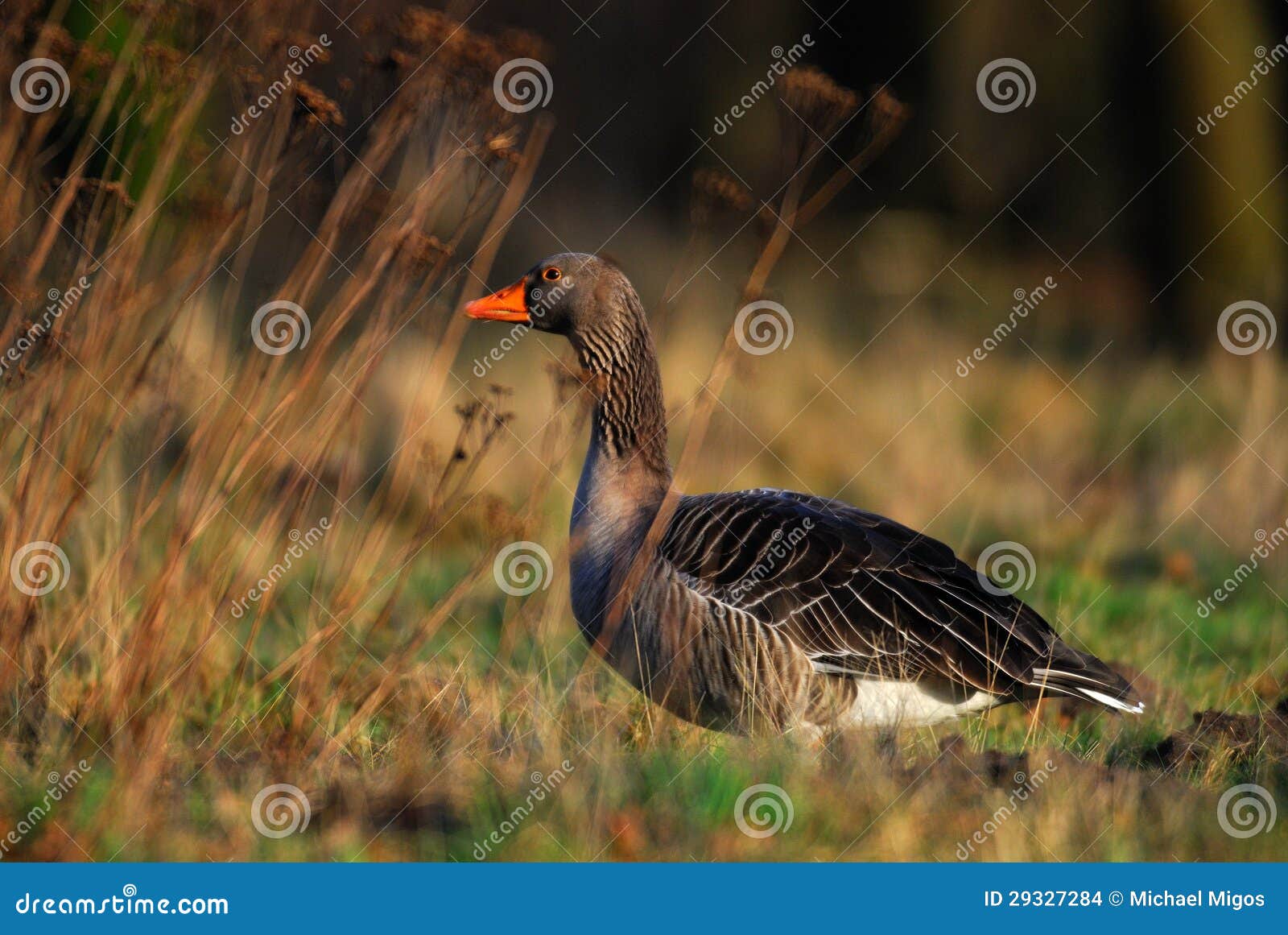Greylag Goose stock photo. Image of anseranser, sharp - 29327284