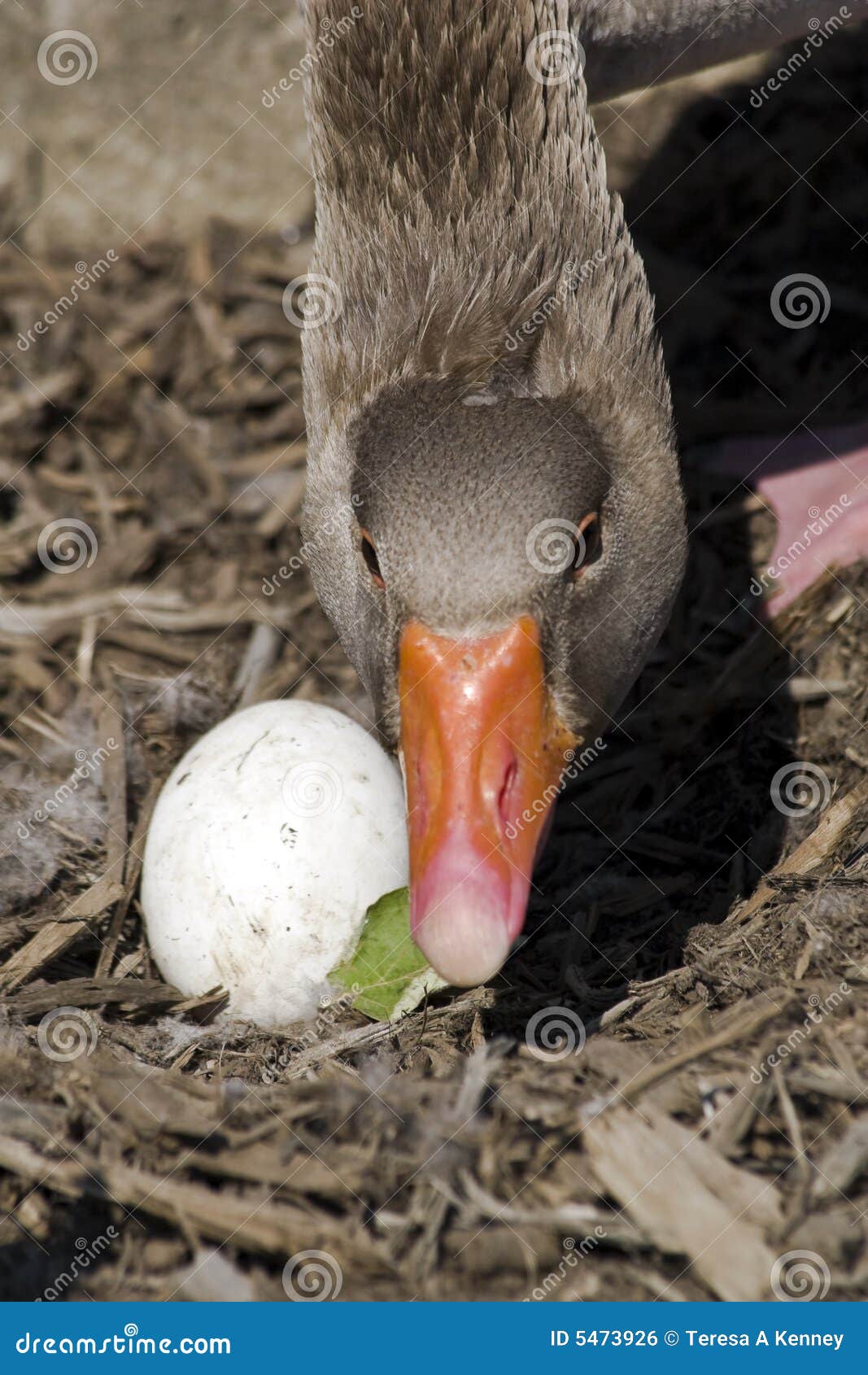 Greylag Goose stock photo. Image of farm, closeup, face - 5473926