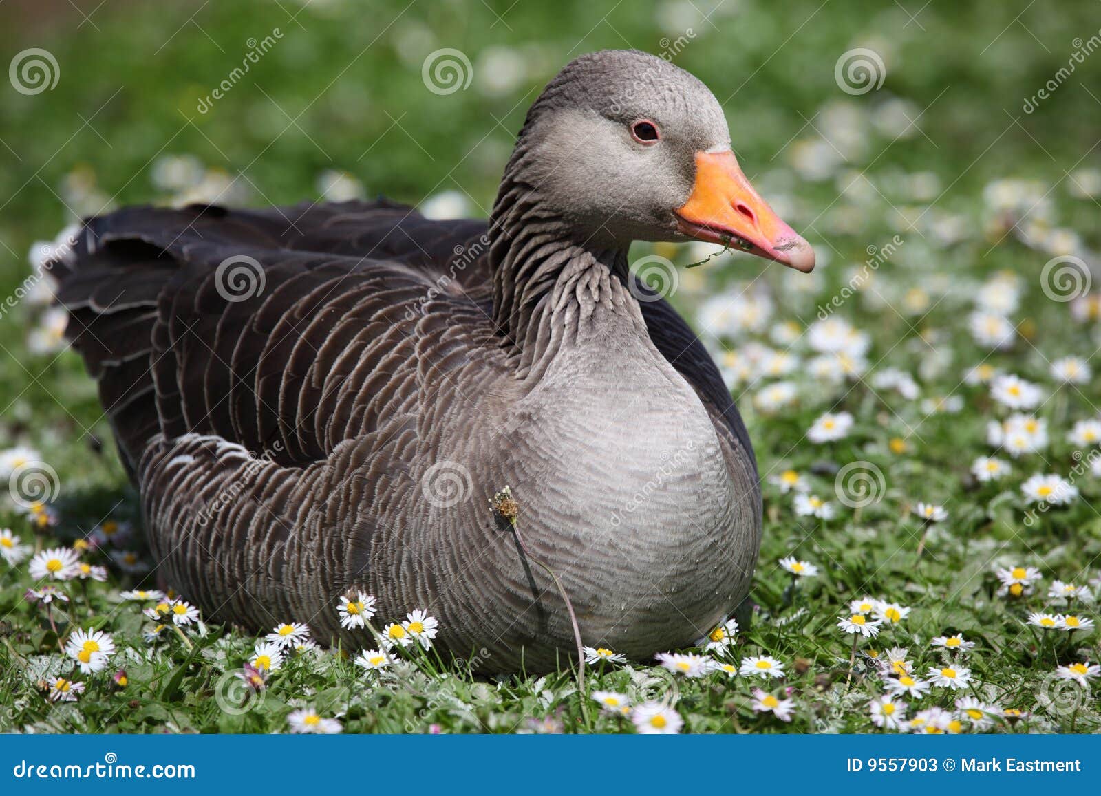 Greylag Goose stock image. Image of feathers, geese, somerset - 9557903