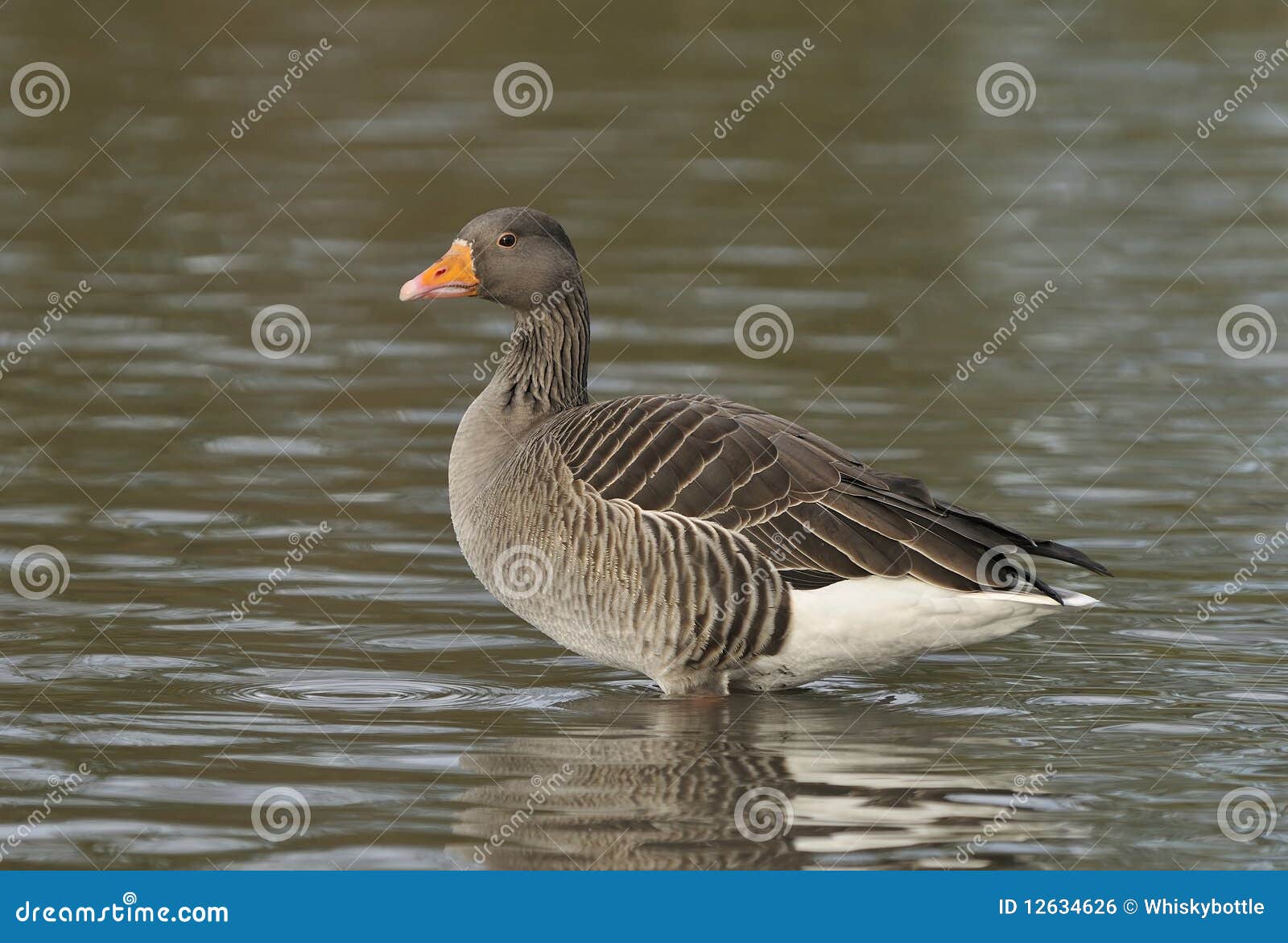 Greylag Goose - Anser Anser Stock Photo - Image of feral, british: 12634626