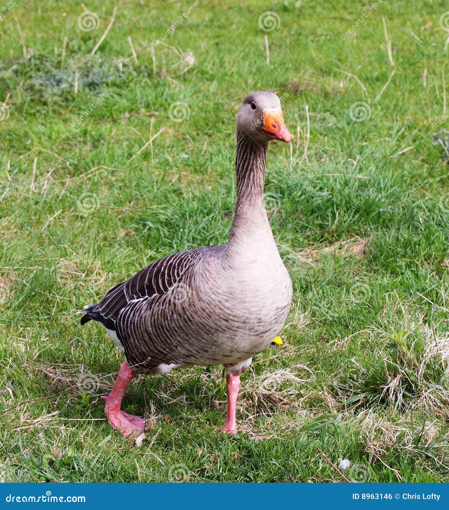 Greylag Goose (Anser Anser) Stock Photo - Image of plumage, nature: 8963146