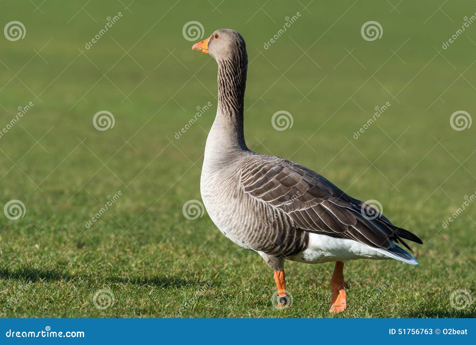 Greylag Goose - Anser Anser Stock Image - Image of wild, feathers: 51756763
