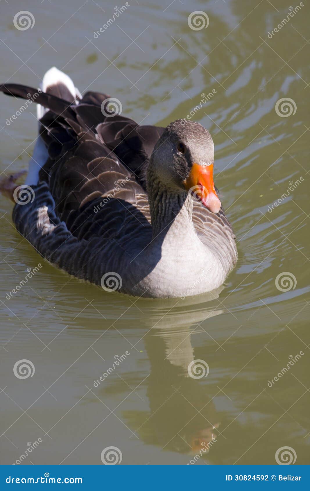 Greylag goose stock photo. Image of carmague, lagoon - 30824592