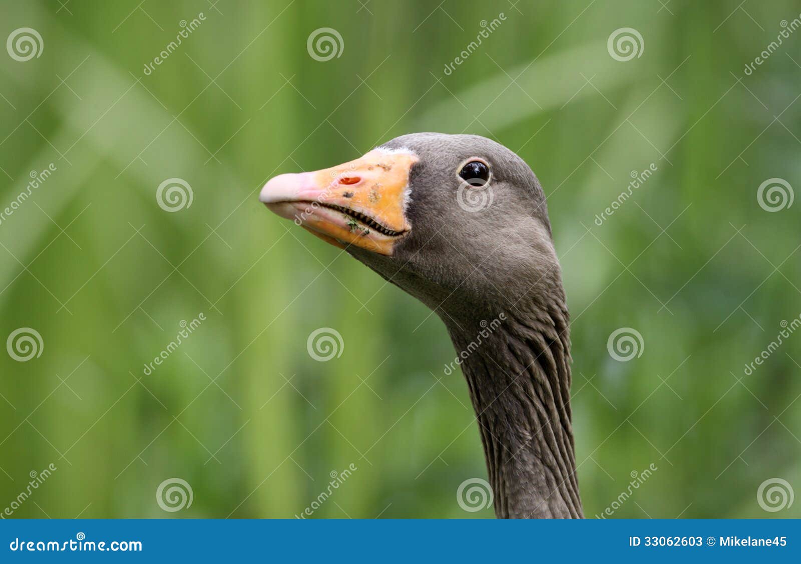 Greylag goose, Anser anser stock image. Image of anser - 33062603