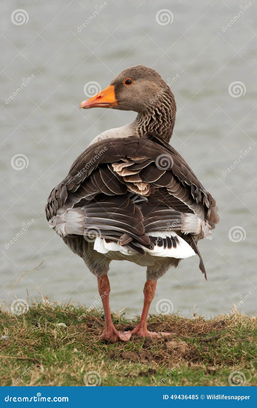 Greylag Goose - Anser Anser Stock Image - Image of bird, duck: 49436485