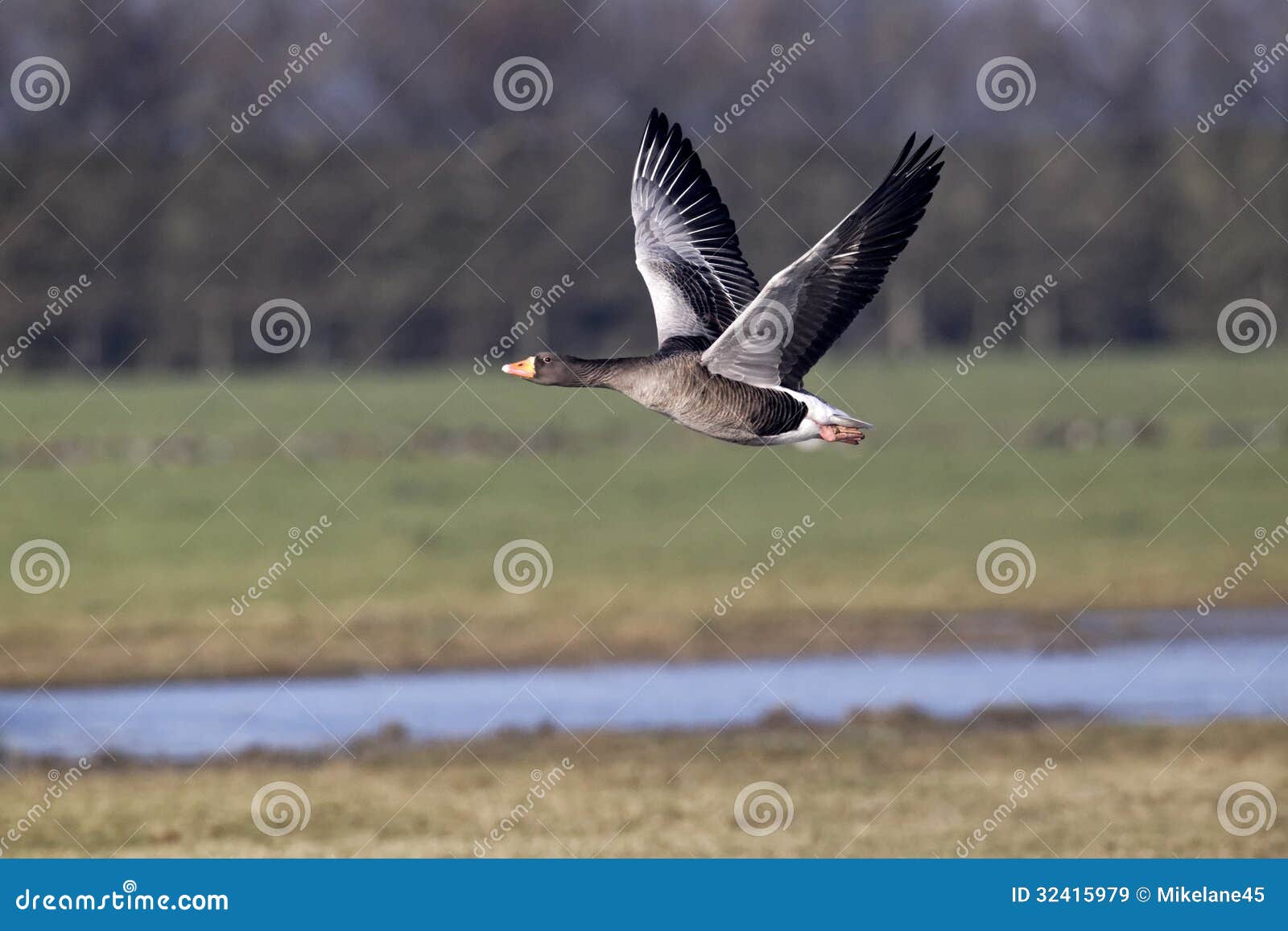Greylag goose, Anser anser stock image. Image of grey - 32415979
