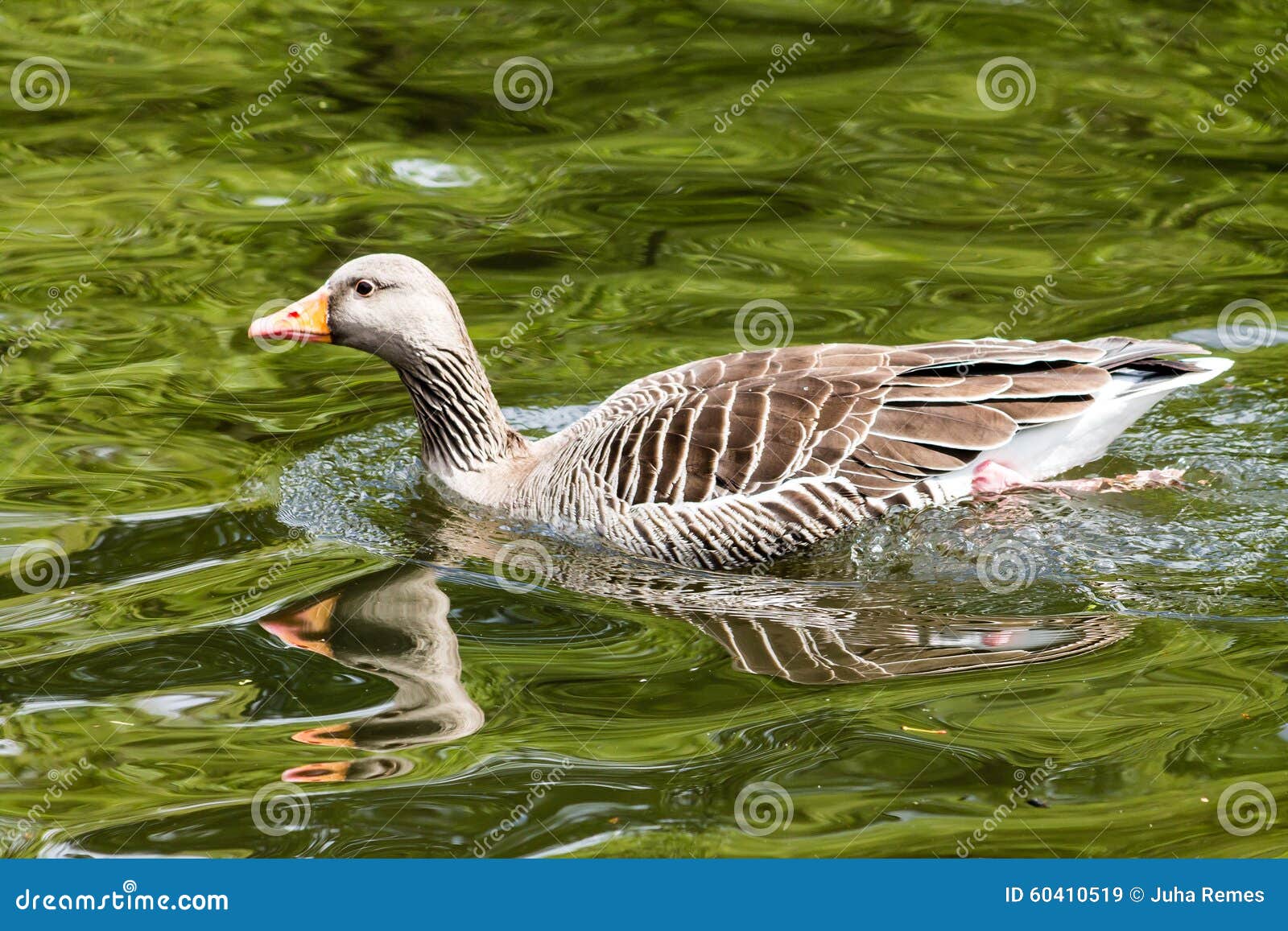 Greylag Goose stock image. Image of couple, feather, beautiful - 60410519