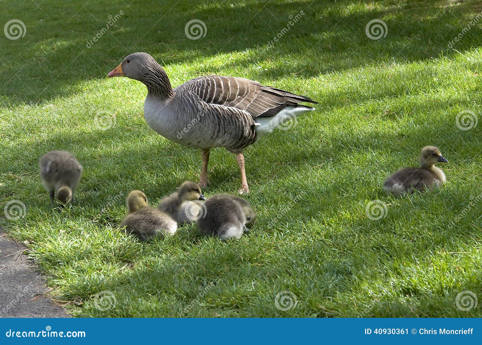 Greylag Goose with Chicks stock image. Image of families - 40930361