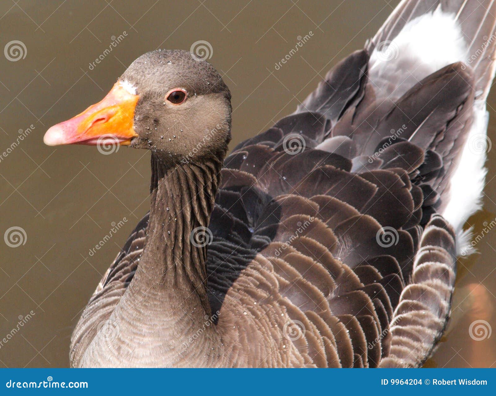Greylag goose close up stock photo. Image of swimming - 9964204