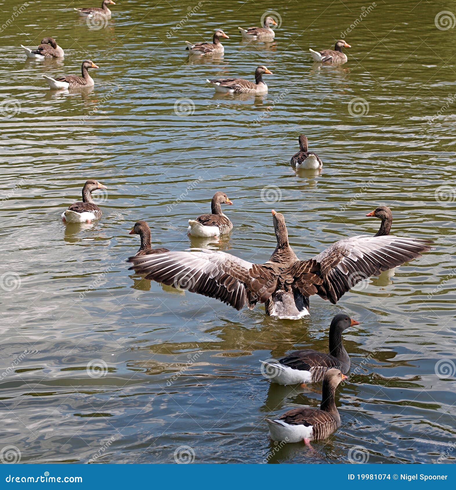 Greylag Goose Displaying stock photo. Image of greylag - 19981074