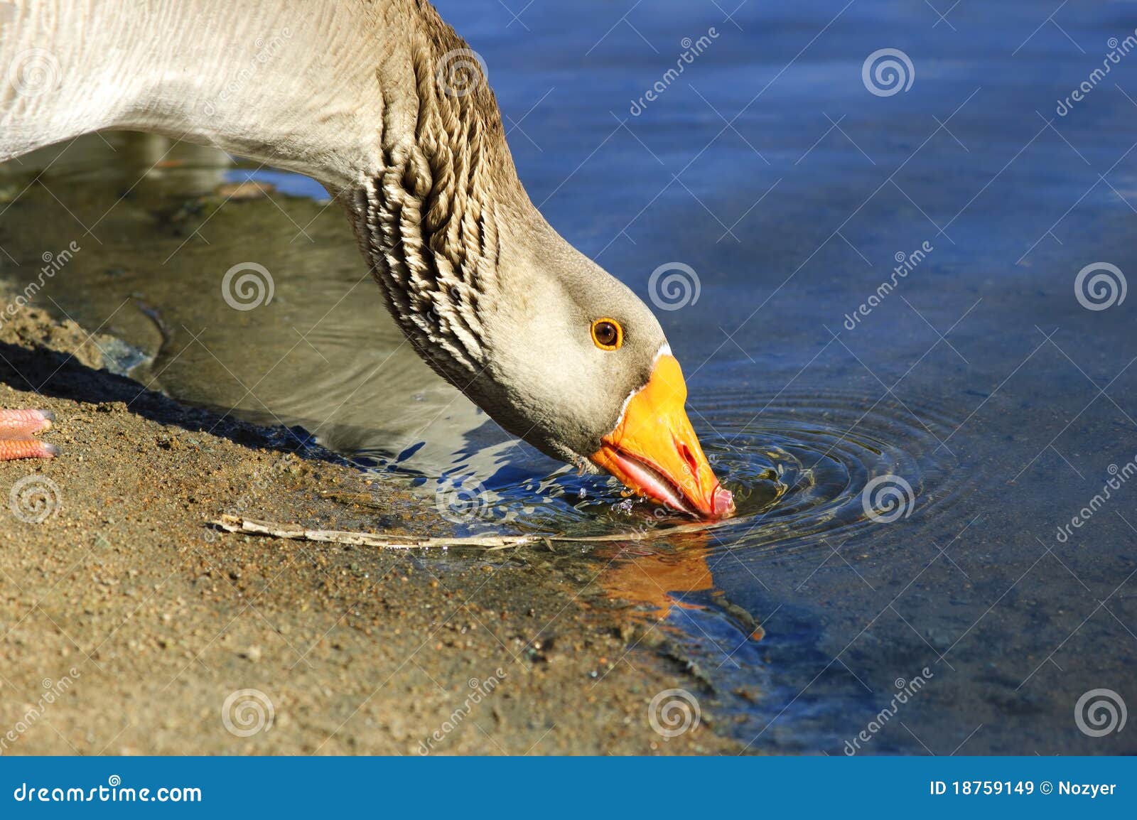 The Greylag Goose Drinking Water Stock Image - Image of adult, animal ...