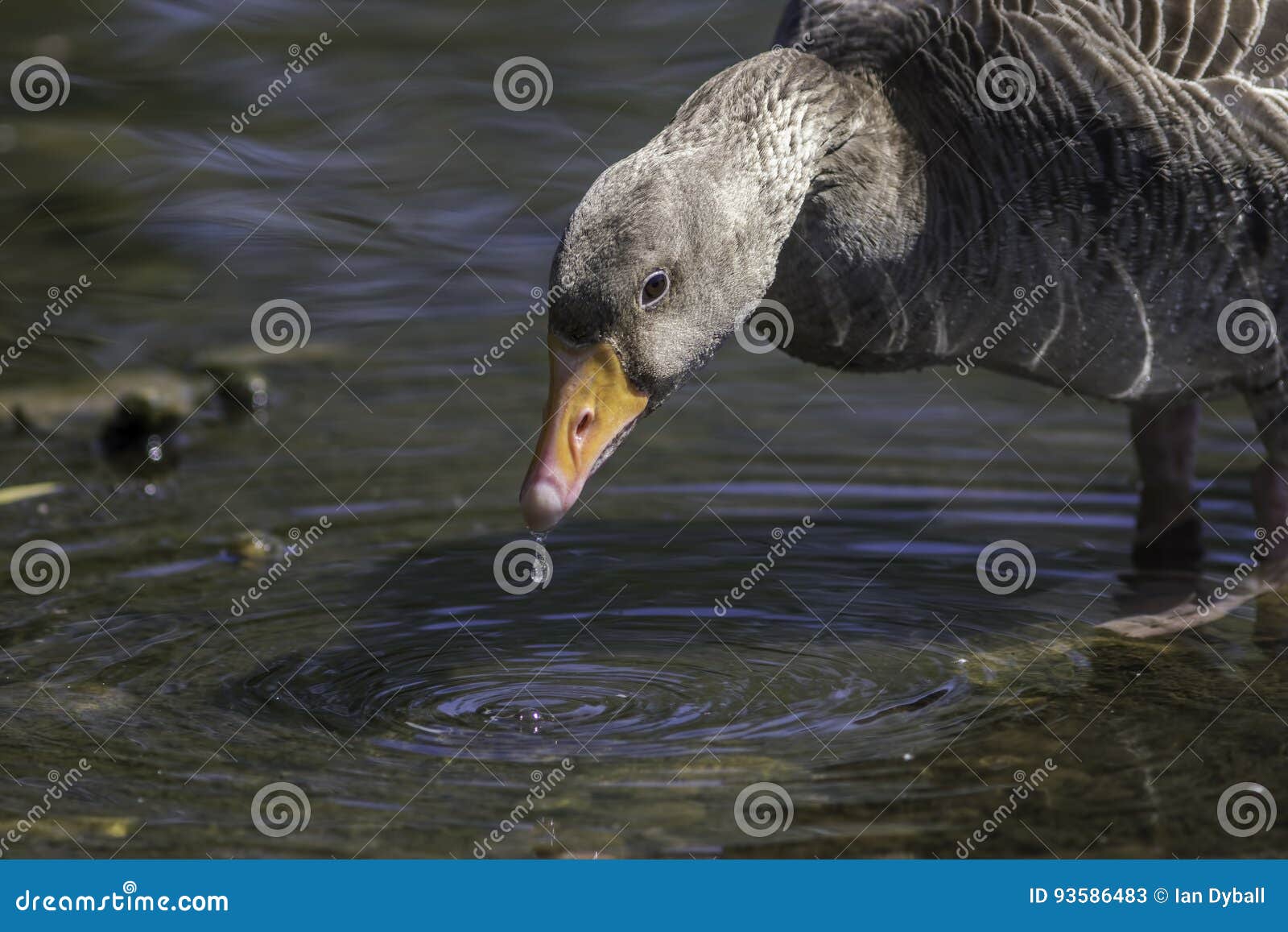 Greylag Goose Drinking Water. Close Up Nature Image with Copy Sp Stock ...