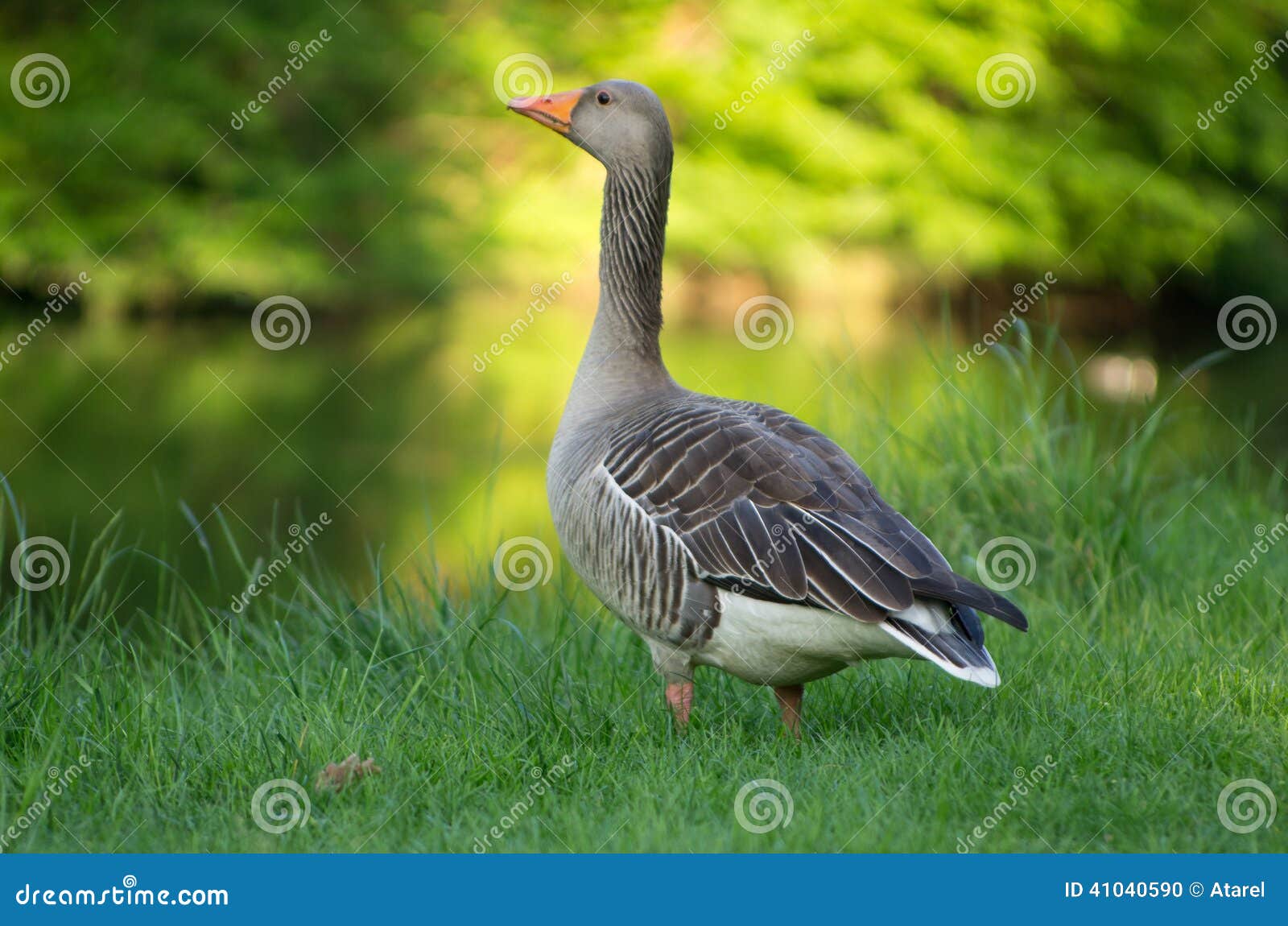 Greylag goose stock photo. Image of vertebrata, greylag - 41040590