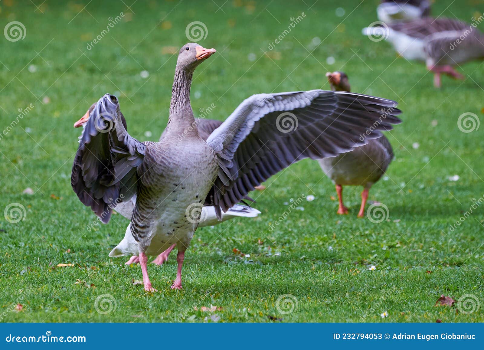 Greylag Goose Flapping Wings Stock Image - Image of greylag, flight ...