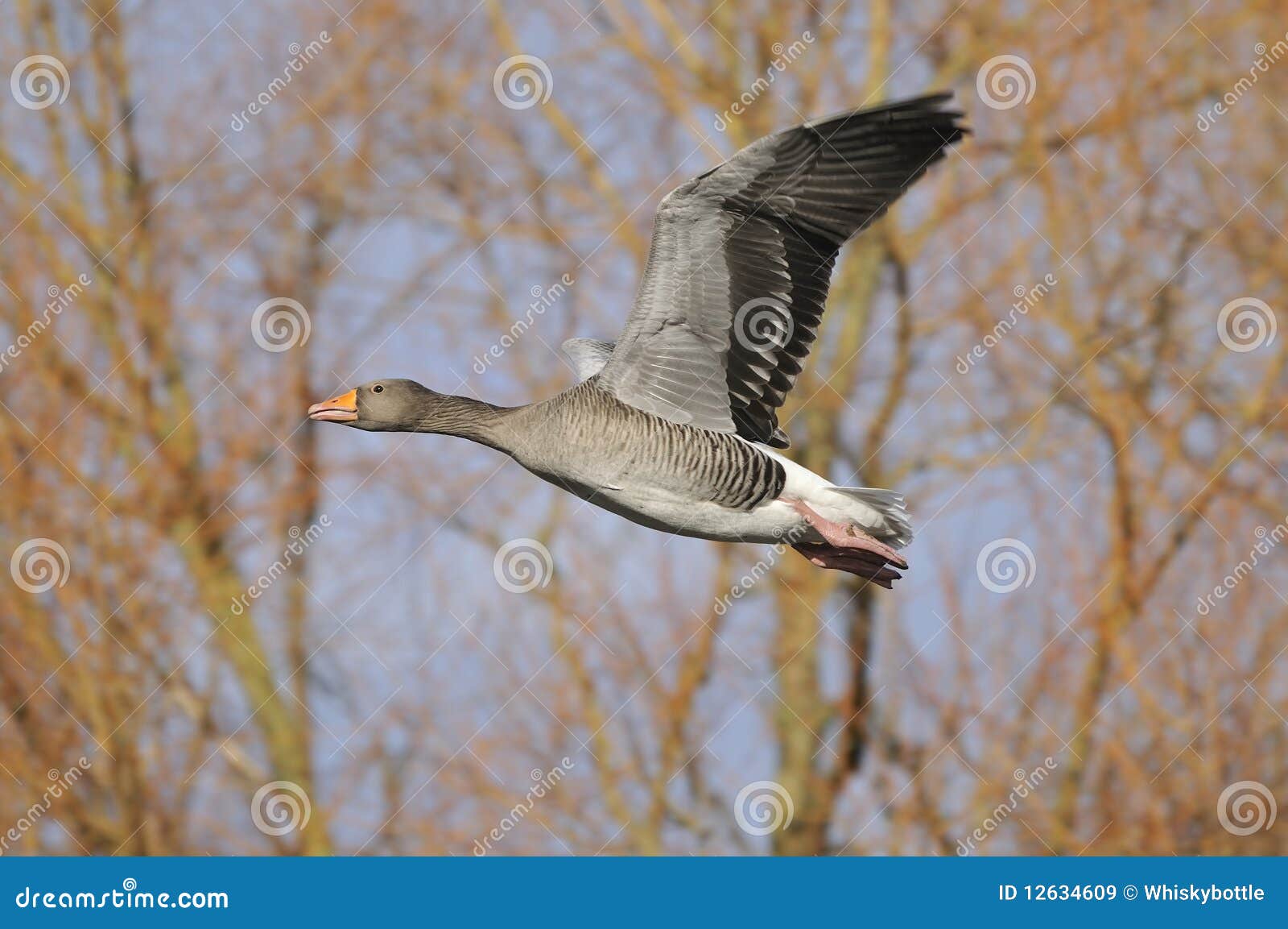 Greylag Goose in flight stock image. Image of geese, landscape - 12634609