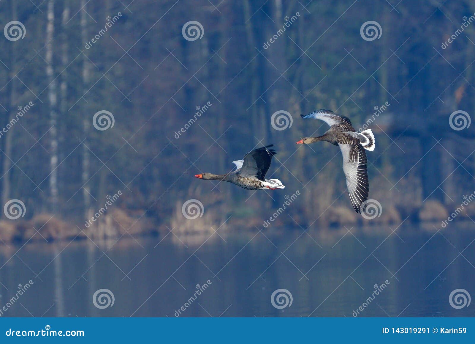 Greylag goose in flight stock image. Image of lake, flight - 143019291