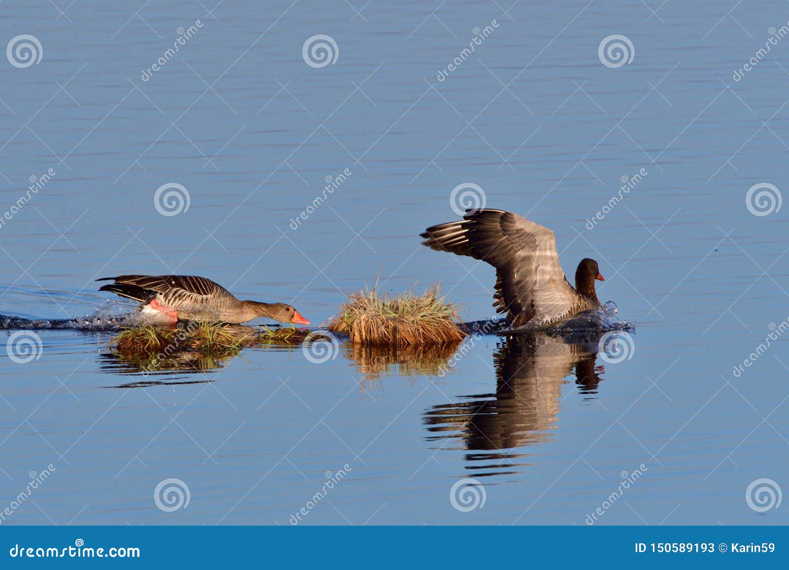 Greylag Goose in Flight in Spring Stock Image - Image of waterfowl ...