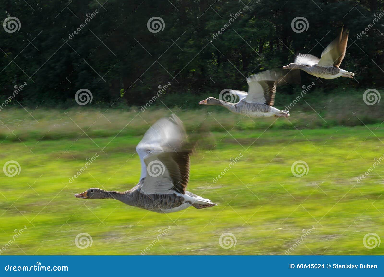 Greylag Goose Flock in Flying Motion Stock Photo - Image of migration ...
