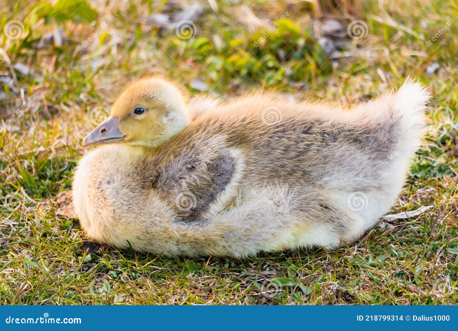 Greylag Goose Fluffy Chick. Sitting on a Grass Stock Photo - Image of ...