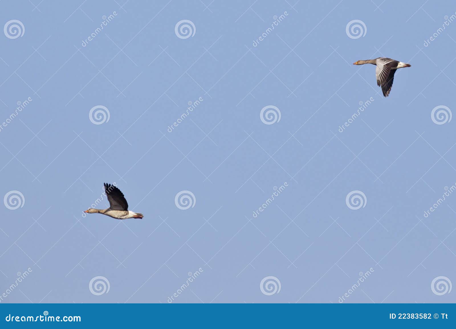 Greylag Goose flying stock photo. Image of spring, wildlife - 22383582