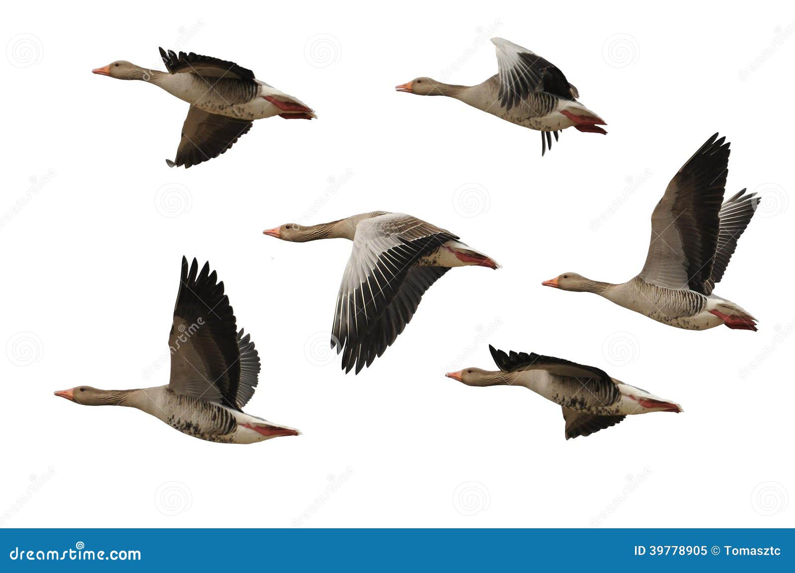 Greylag goose stock image. Image of isolated, bird, wildlife - 39778905