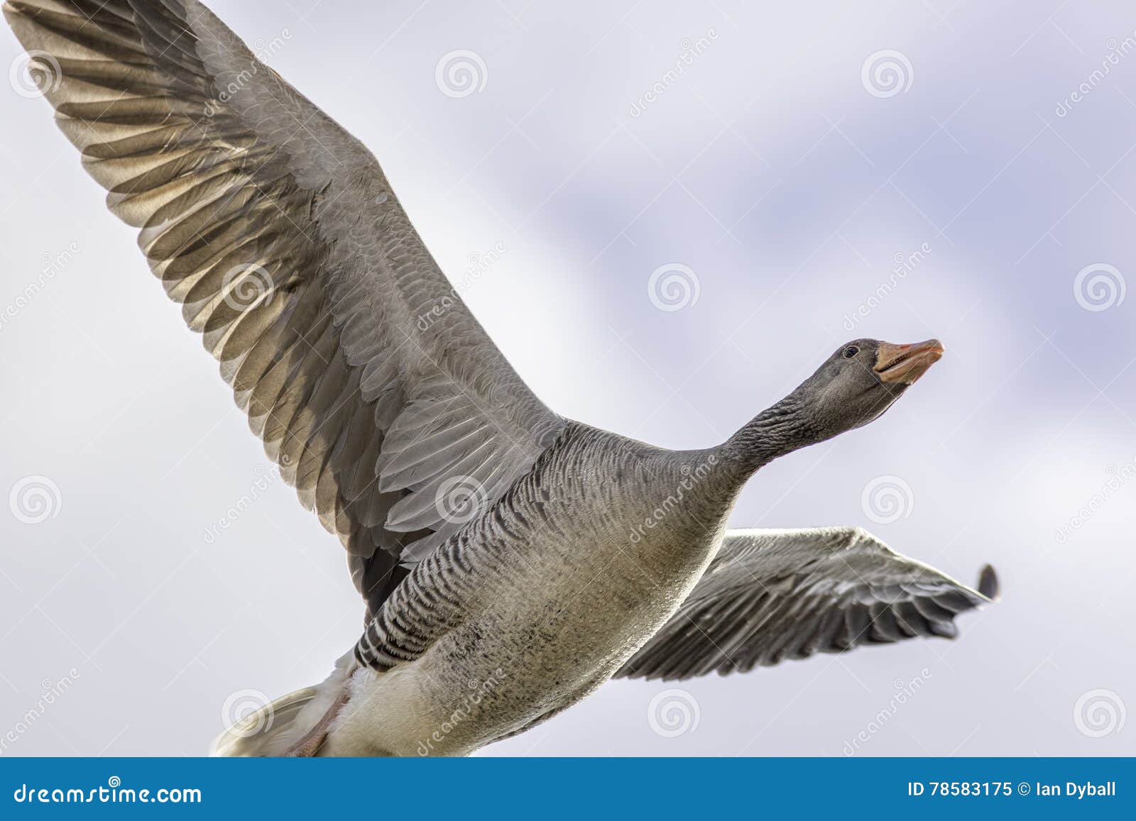 Close Up Overhead View Of Benjamin Franklin Face On 100 US Dollar Bill ...