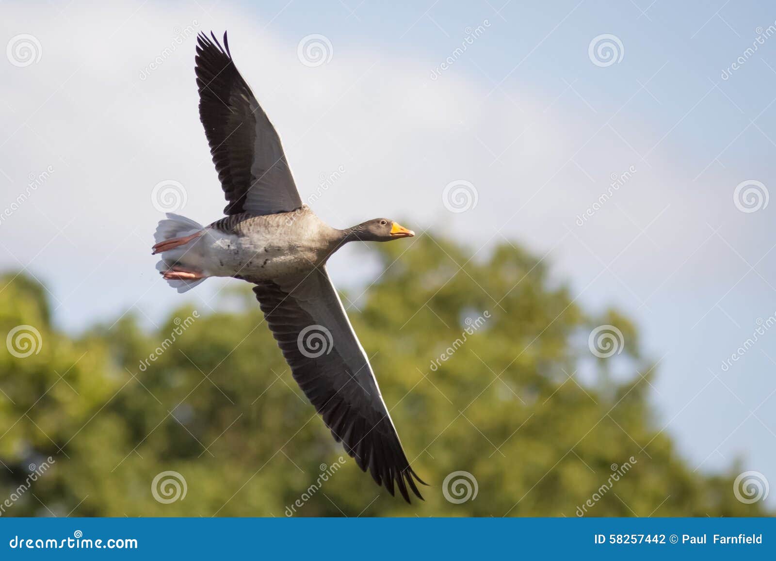 Greylag Goose stock photo. Image of wingspan, overhead - 58257442