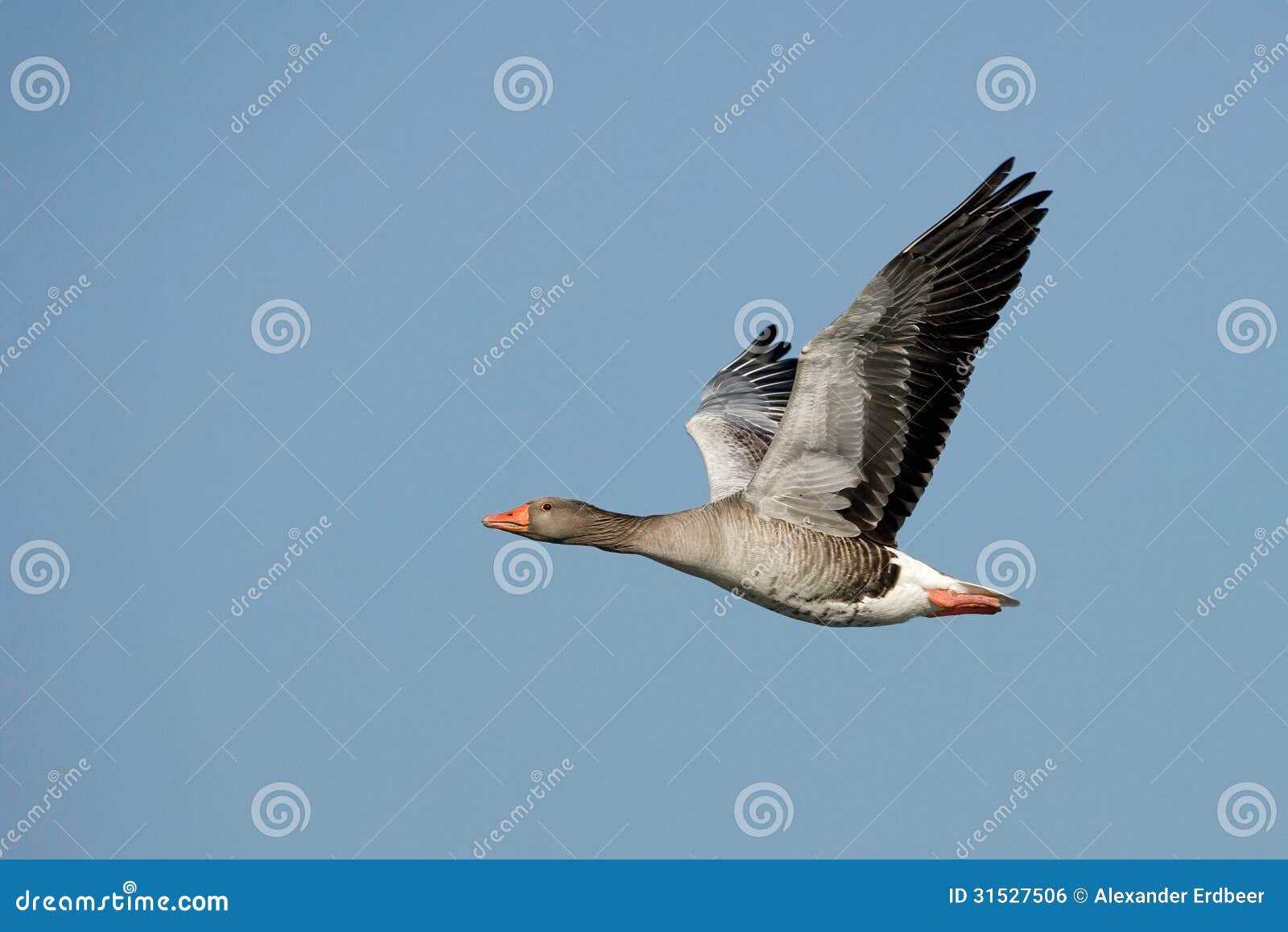 Greylag goose stock photo. Image of flight, european - 31527506
