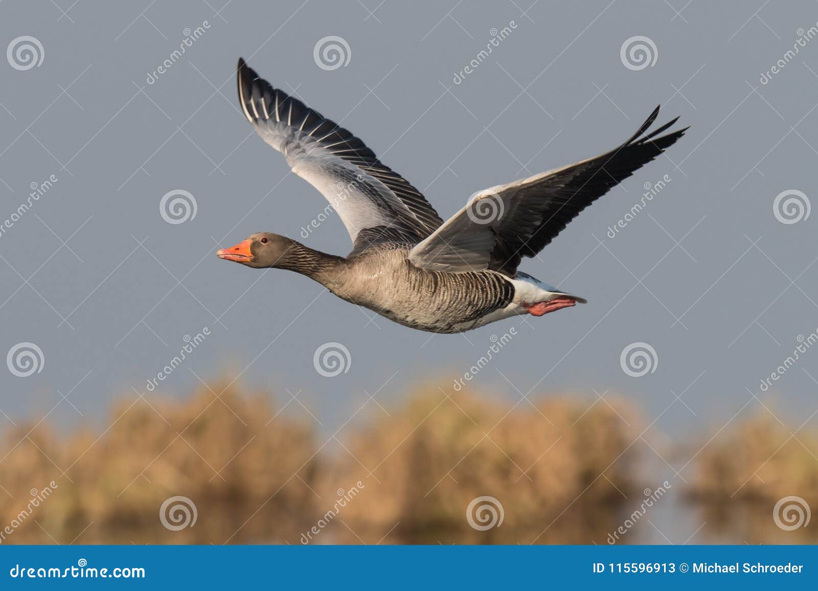 Greylag Goose Geese, Anser Anser Stock Image - Image of cluster, flock ...