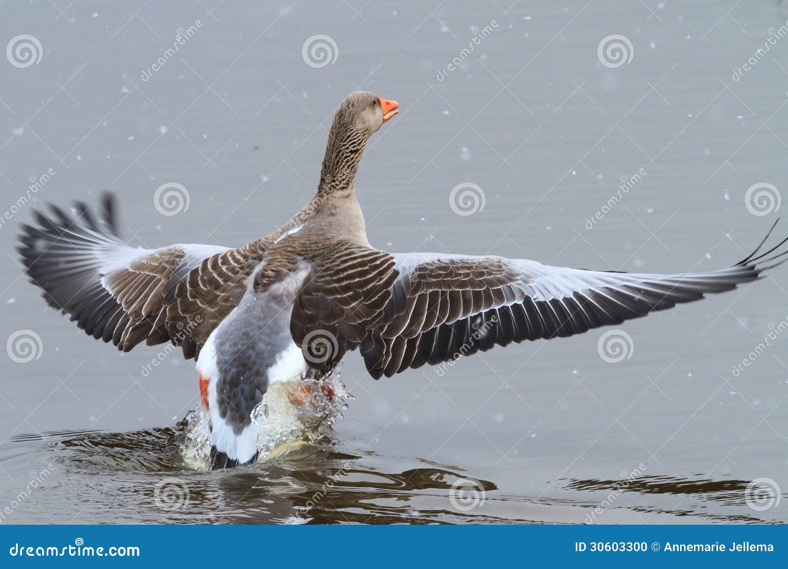Greylag goose stock photo. Image of grassland, goose - 30603300