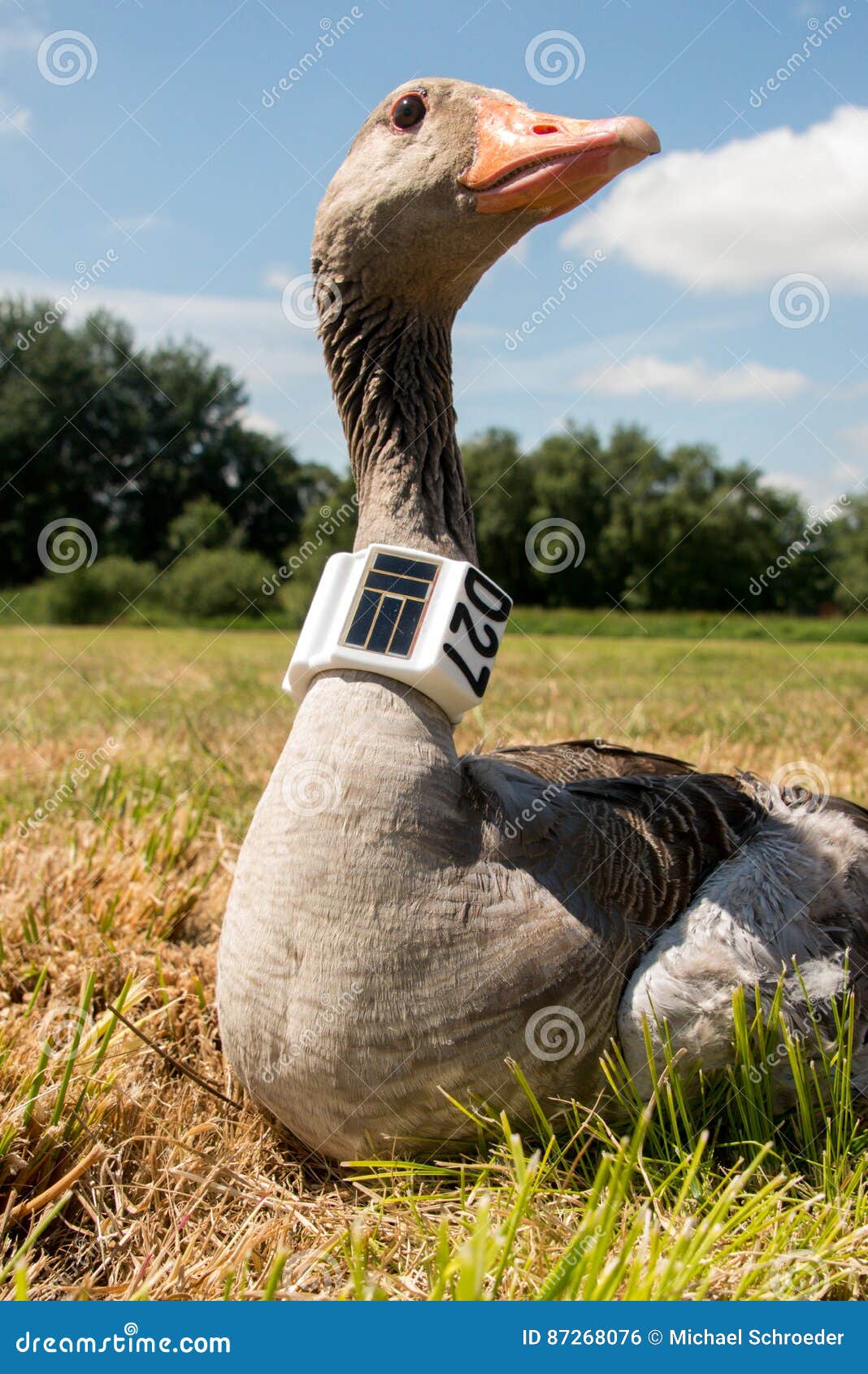 Greylag Goose with Gps/gsm Transmitter Editorial Photo - Image of ...