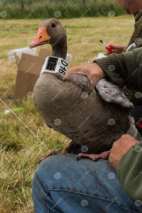Greylag Goose with Gps/gsm Transmitter Editorial Photography - Image of ...