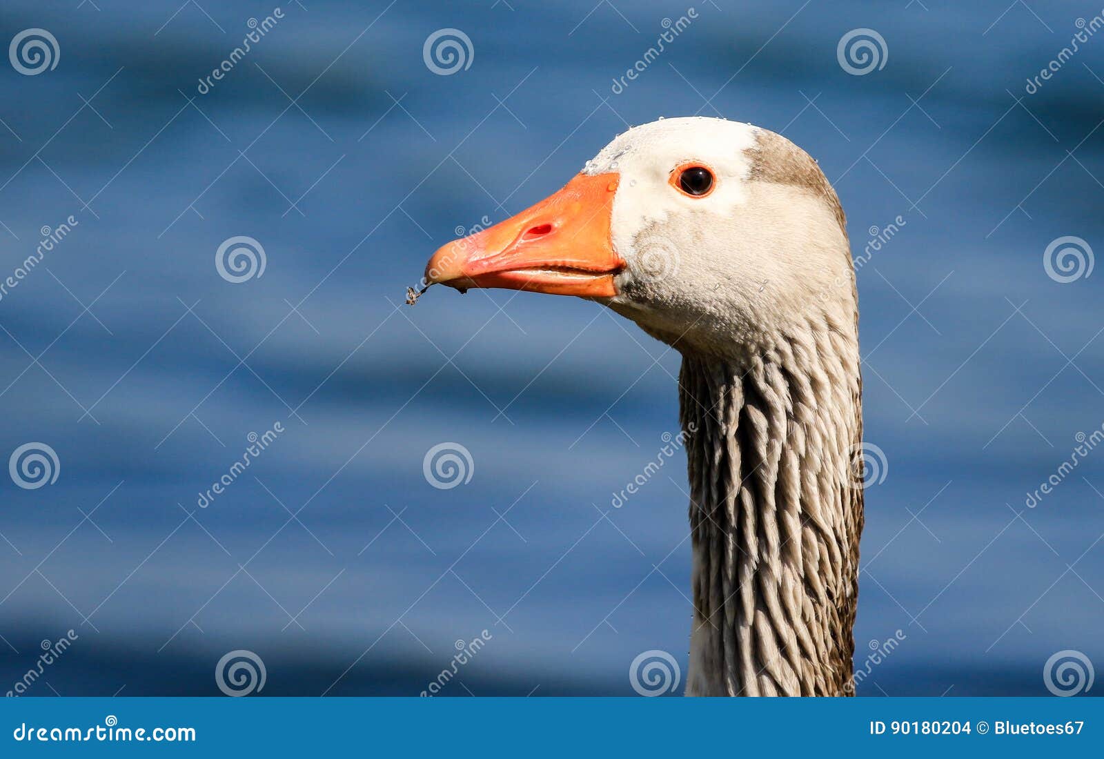 Greylag Goose head stock photo. Image of goose, blue - 90180204