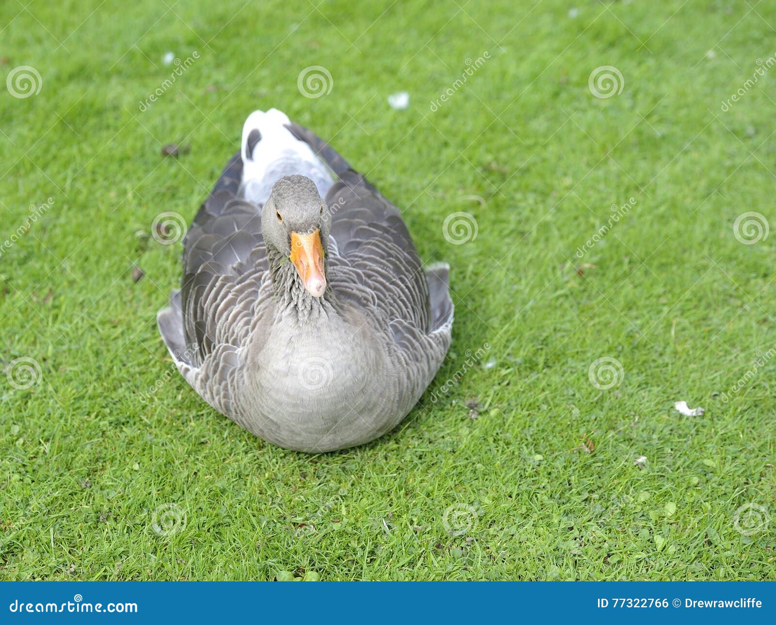 Big Fat Goose On A Lawn Royalty-Free Stock Photo | CartoonDealer.com ...