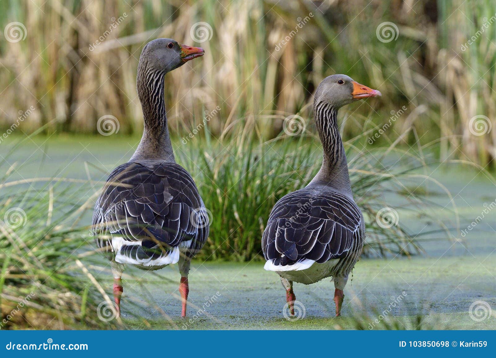 Greylag Goose in the Morning Stock Photo - Image of europe, morning ...