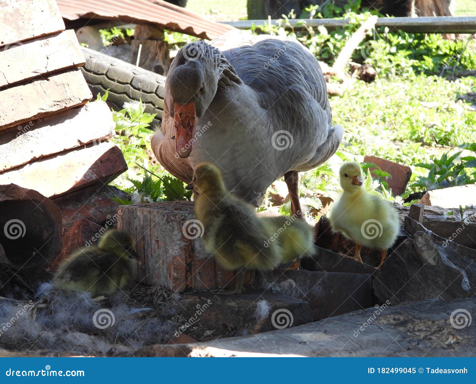 Greylag Goose in the Nest with Small Babies Stock Image - Image of ...