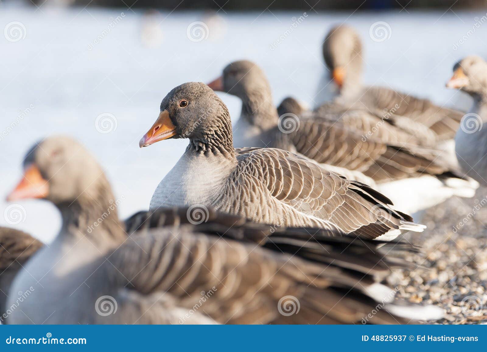 Greylag goose stock image. Image of feather, fowl, greylag - 48825937