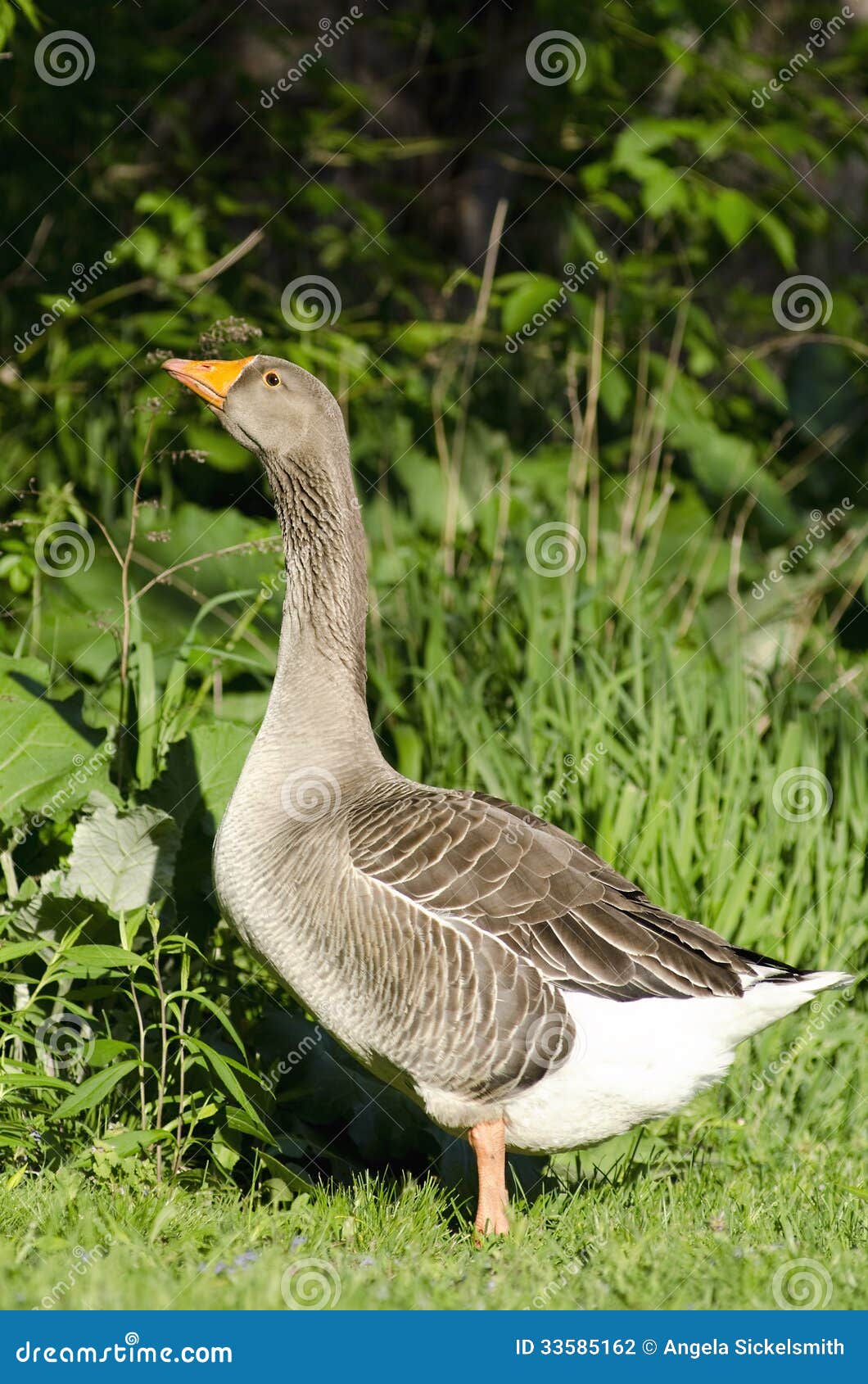 Greylag Goose Profile stock photo. Image of bird, outdoors - 33585162