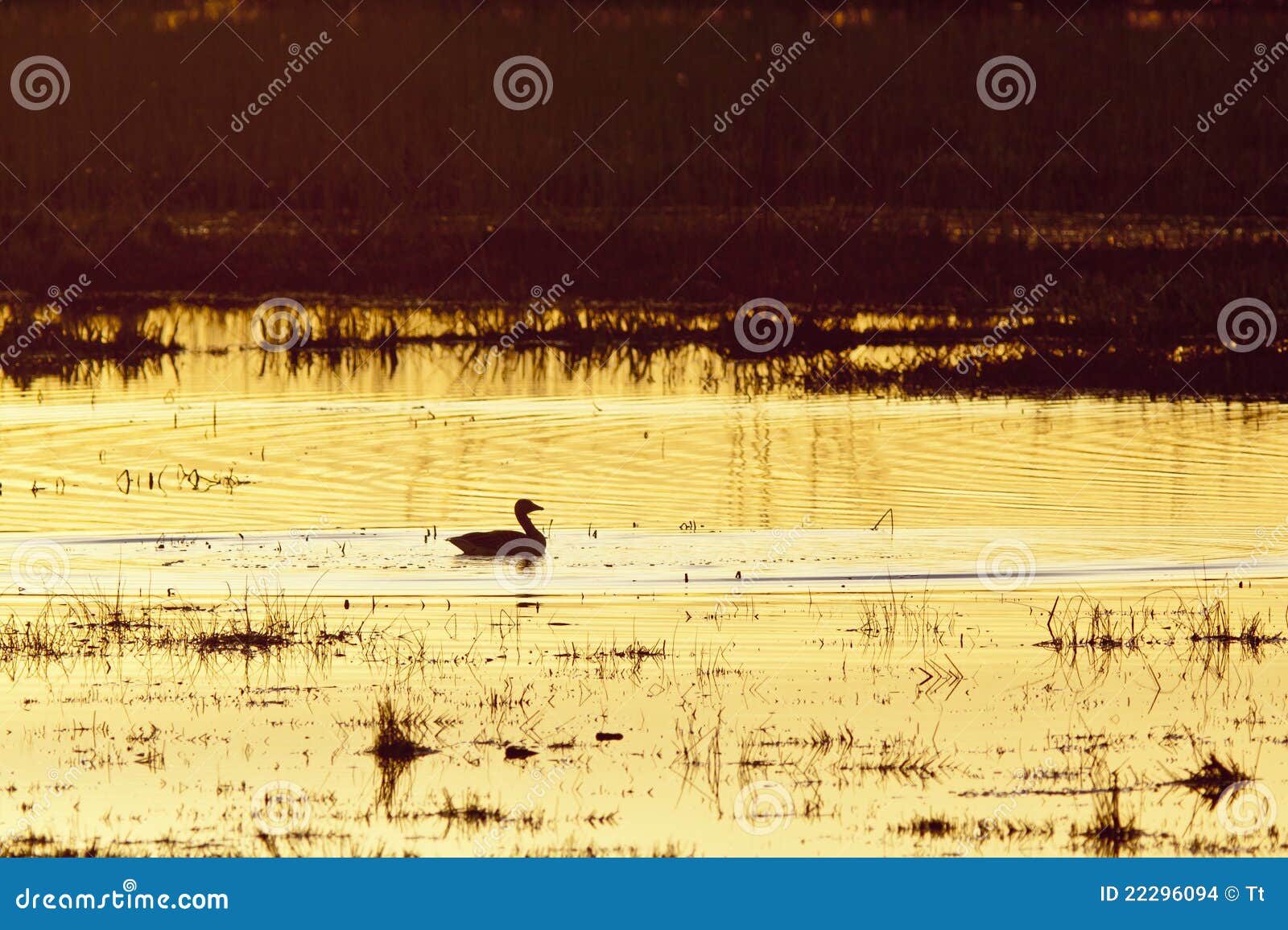 Greylag Goose in sunset stock photo. Image of sunrise - 22296094