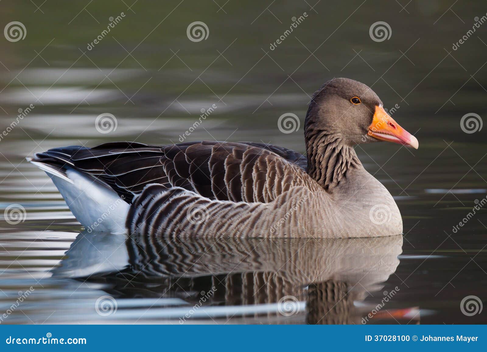 Greylag Goose swimming stock photo. Image of lorenz, portrait - 37028100