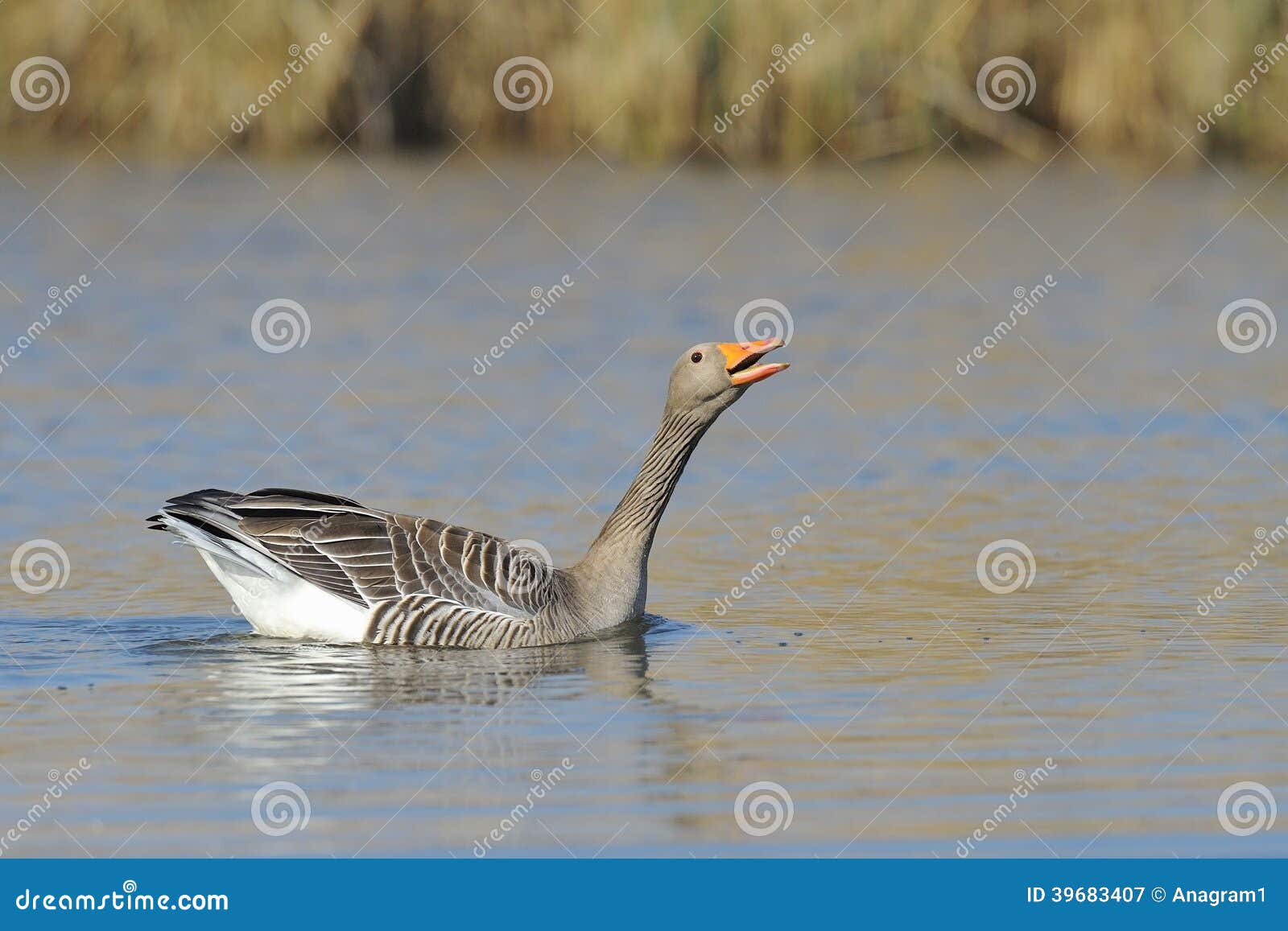 Greylag goose swimming stock image. Image of swim, wild - 39683407