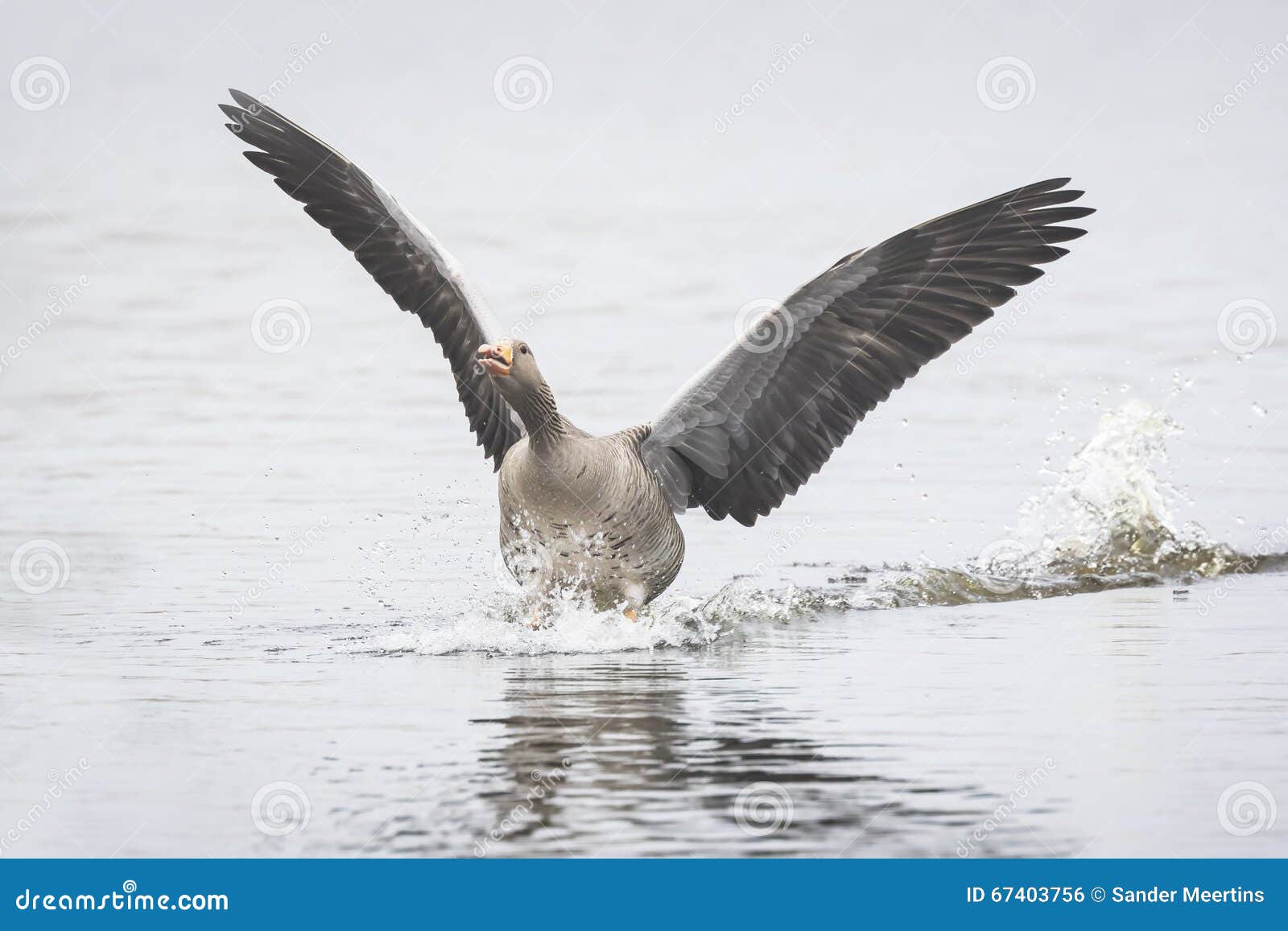 Greylag goose take-off stock photo. Image of graylag - 67403756